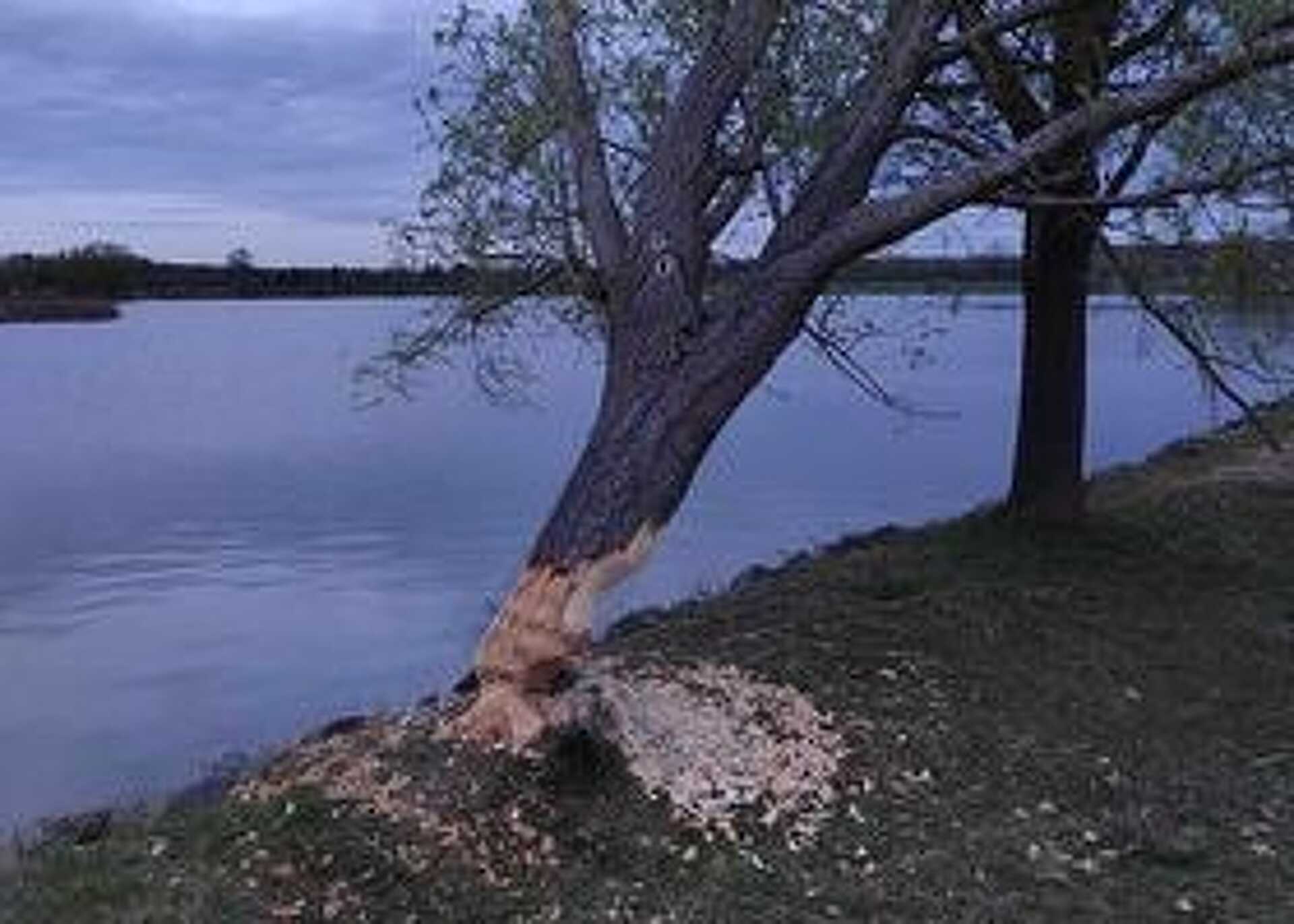 Az Abért-tónál is megjelentek a hódok