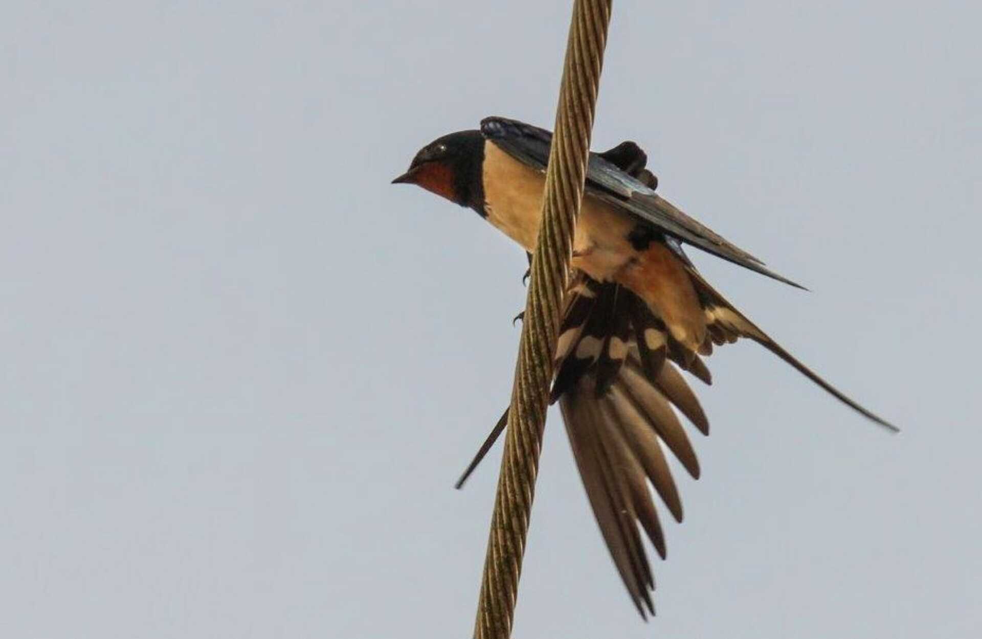 Megérkezett az első füsti fecske Körmendre