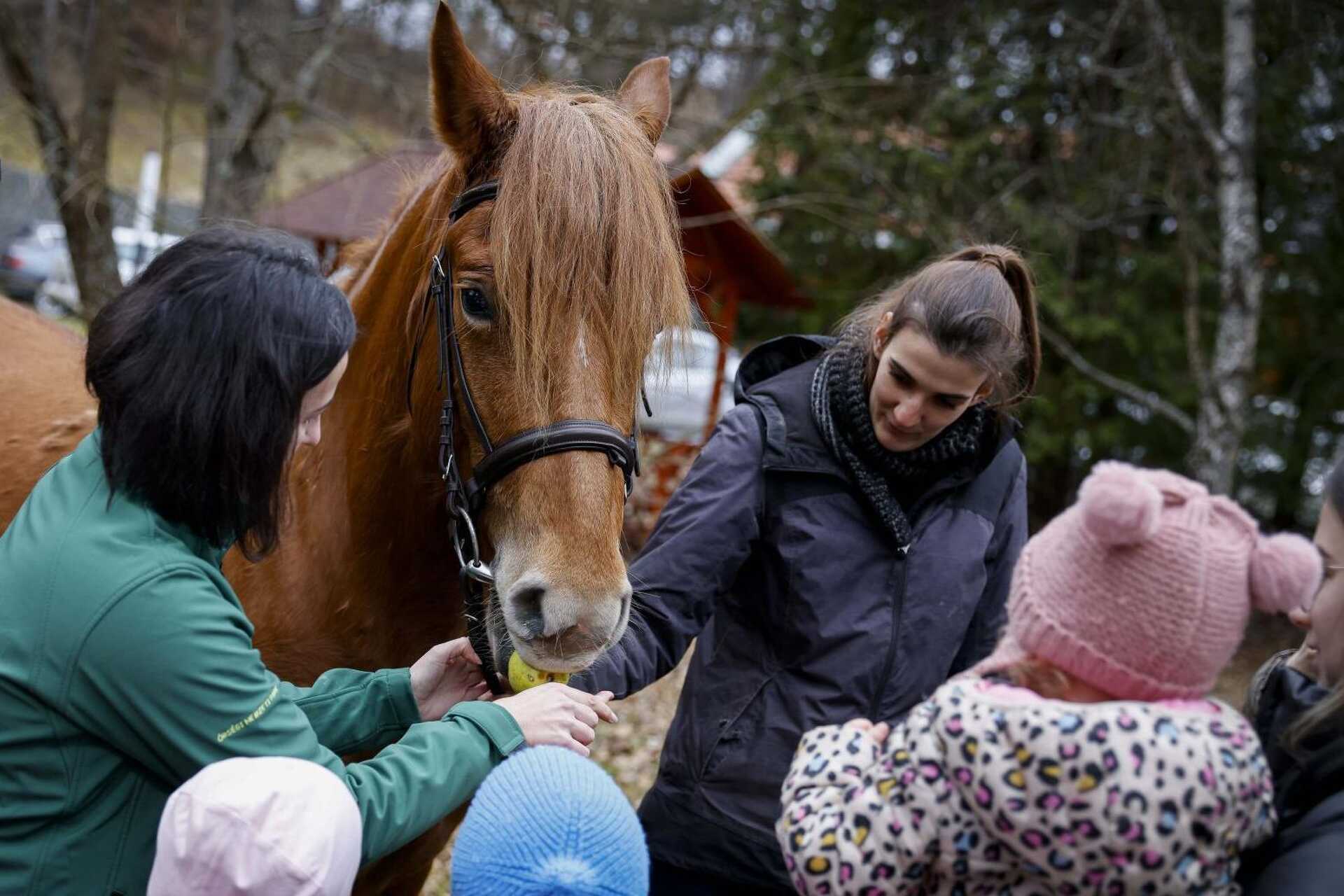 Merlot, az Őrségi Nemzeti Park új kedvence - Ő az egyik legjobb ...