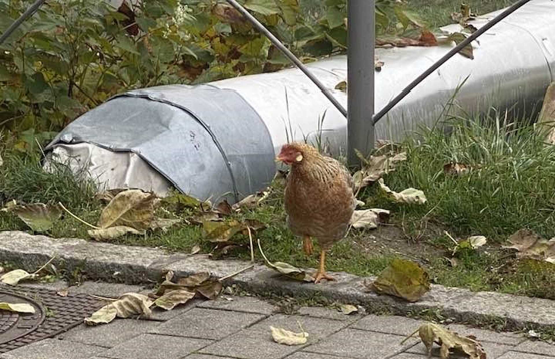 Egy tyúk keresi gazdáját Szombathelyen