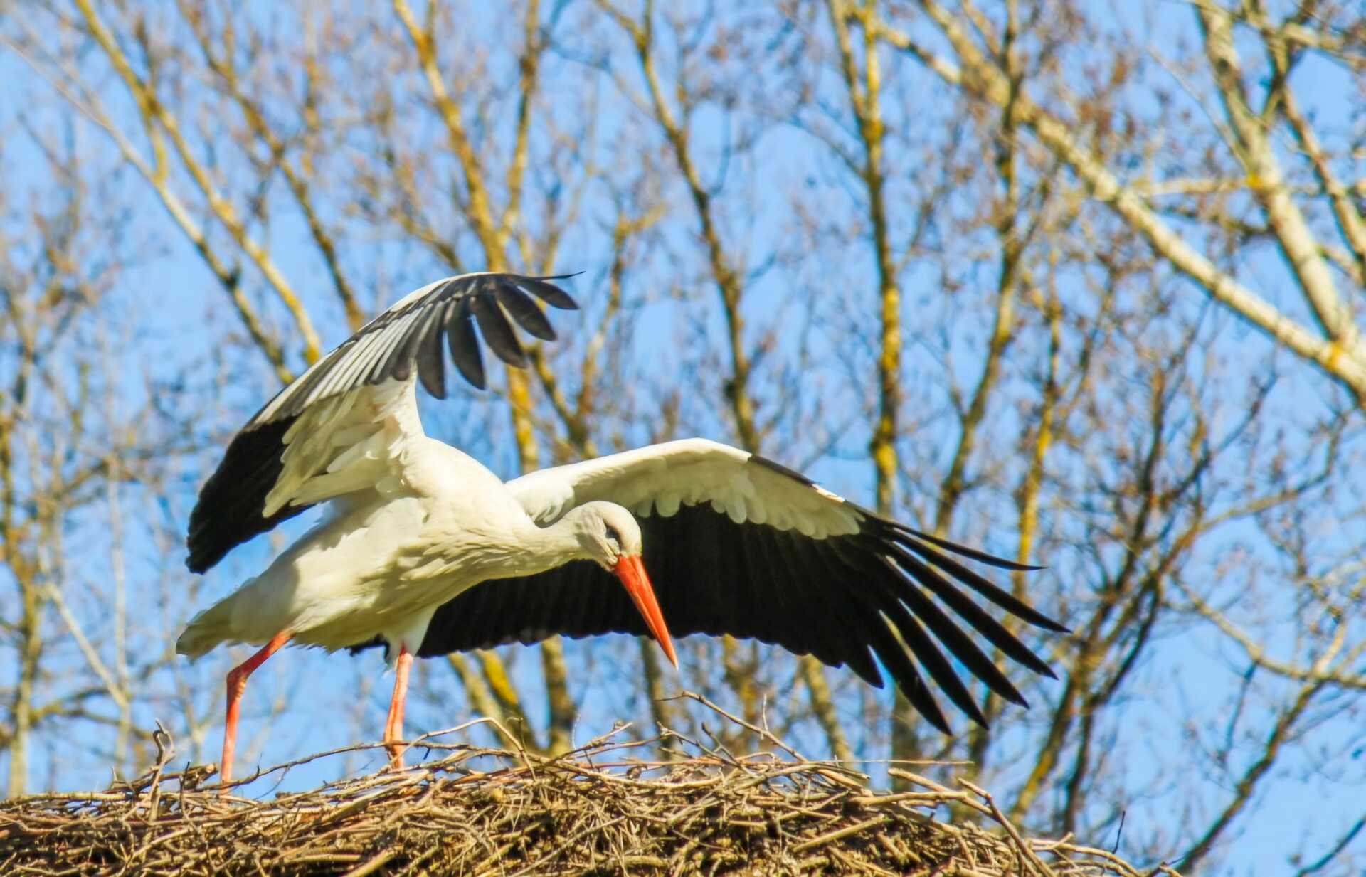 Most kaptuk a hírt: megérkezett a fehér gólya Körmendre