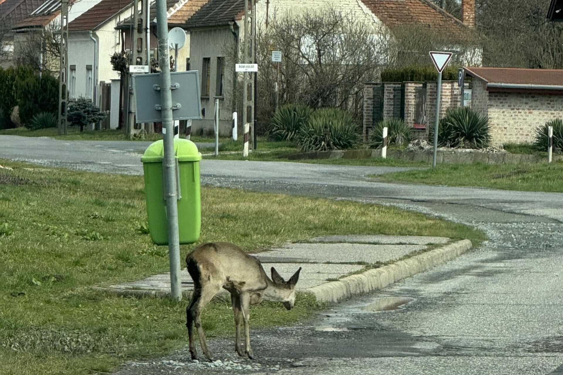Őzike sétálgat a Külső Nárai úton Szombathelyen