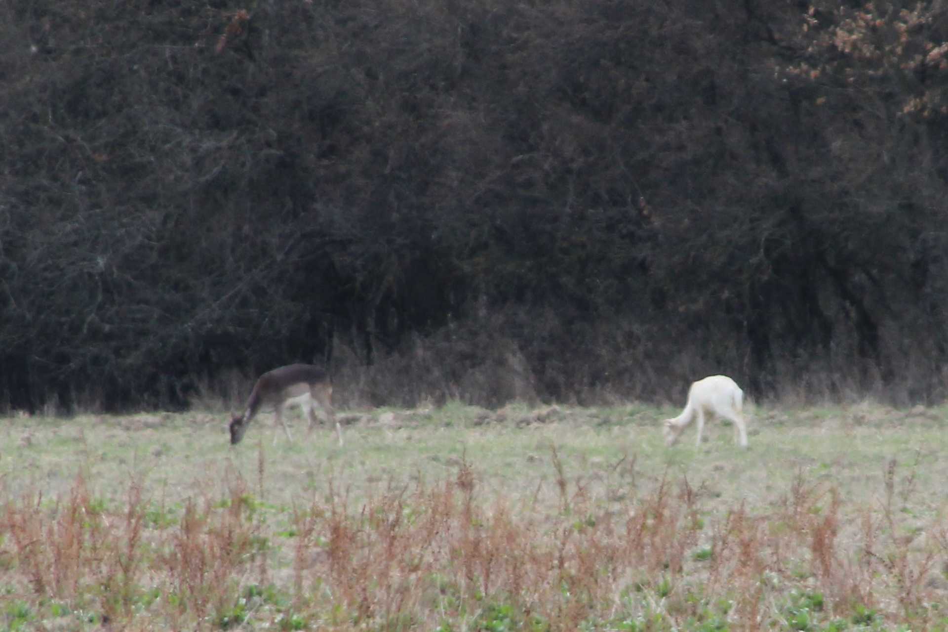 Felbukkant egy fehér szarvas Vas megyében