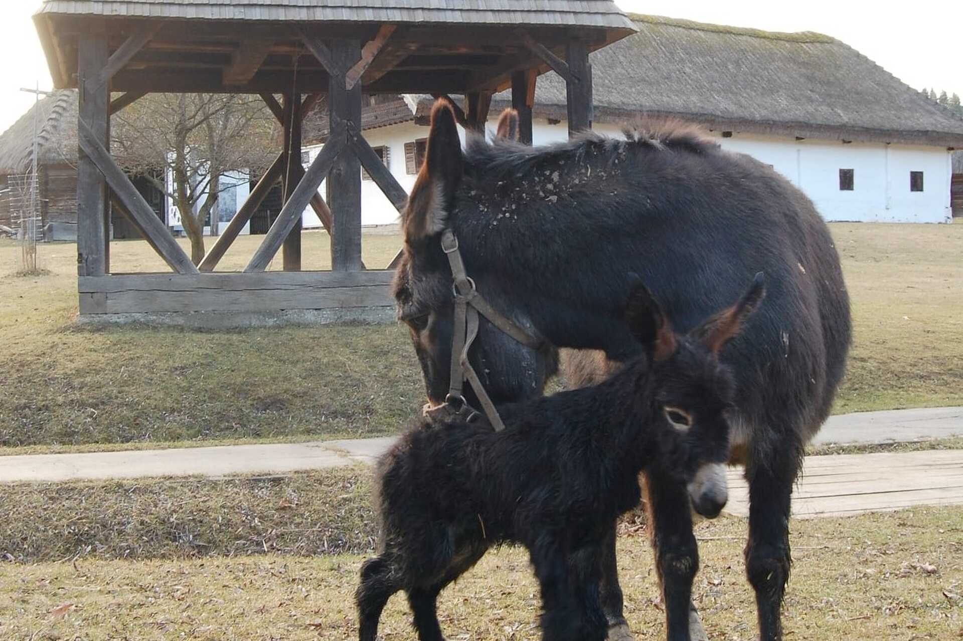 Napi cuki: csacsi született a Vasi Skanzenben