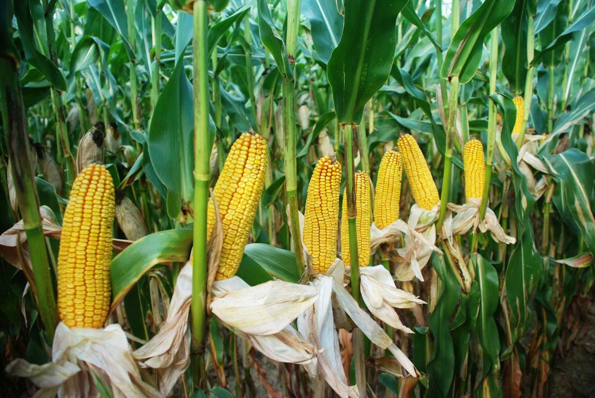 Ilyen sem volt még: importra szorulunk kukoricából