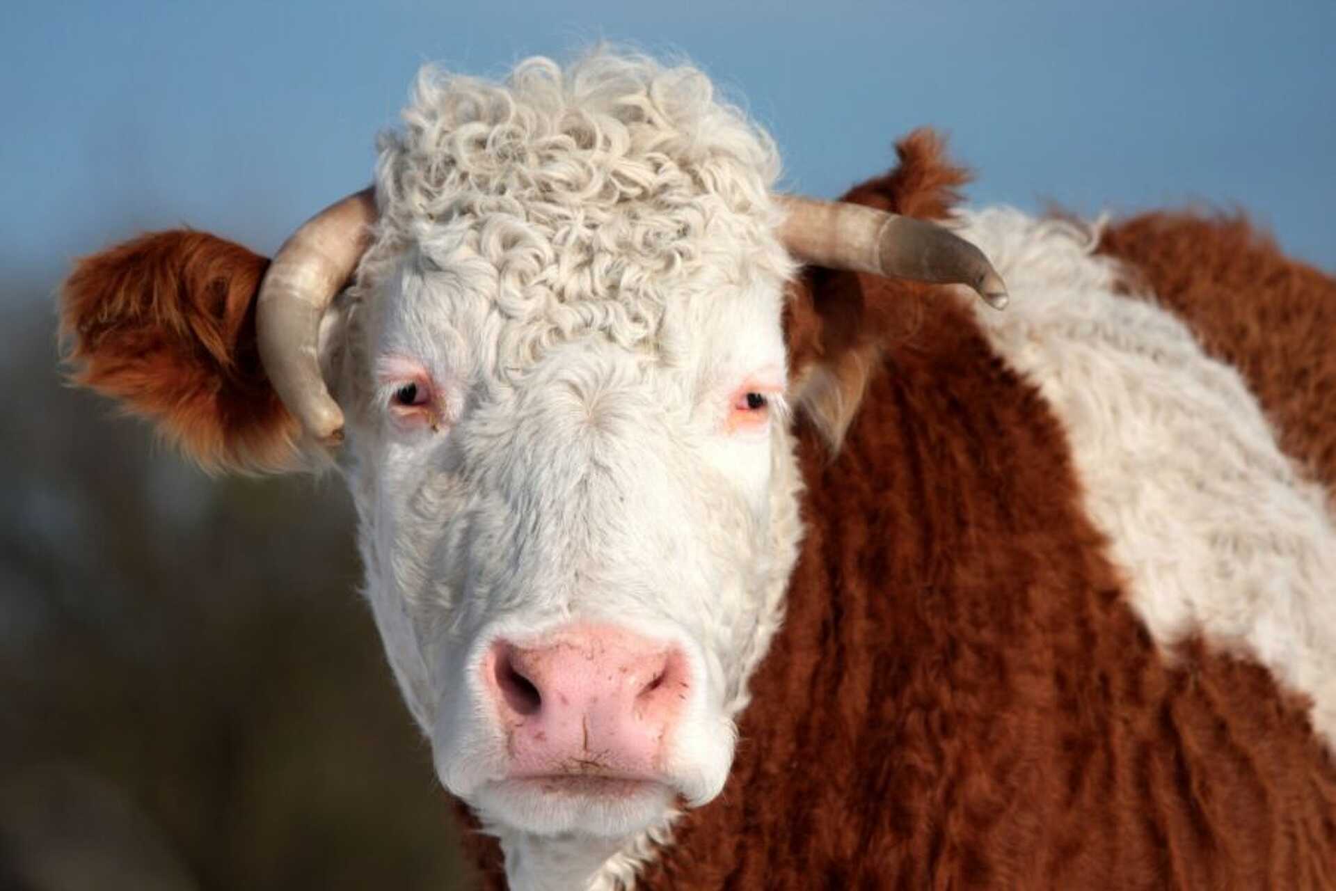 Egy szlovén bika különös kalandjai