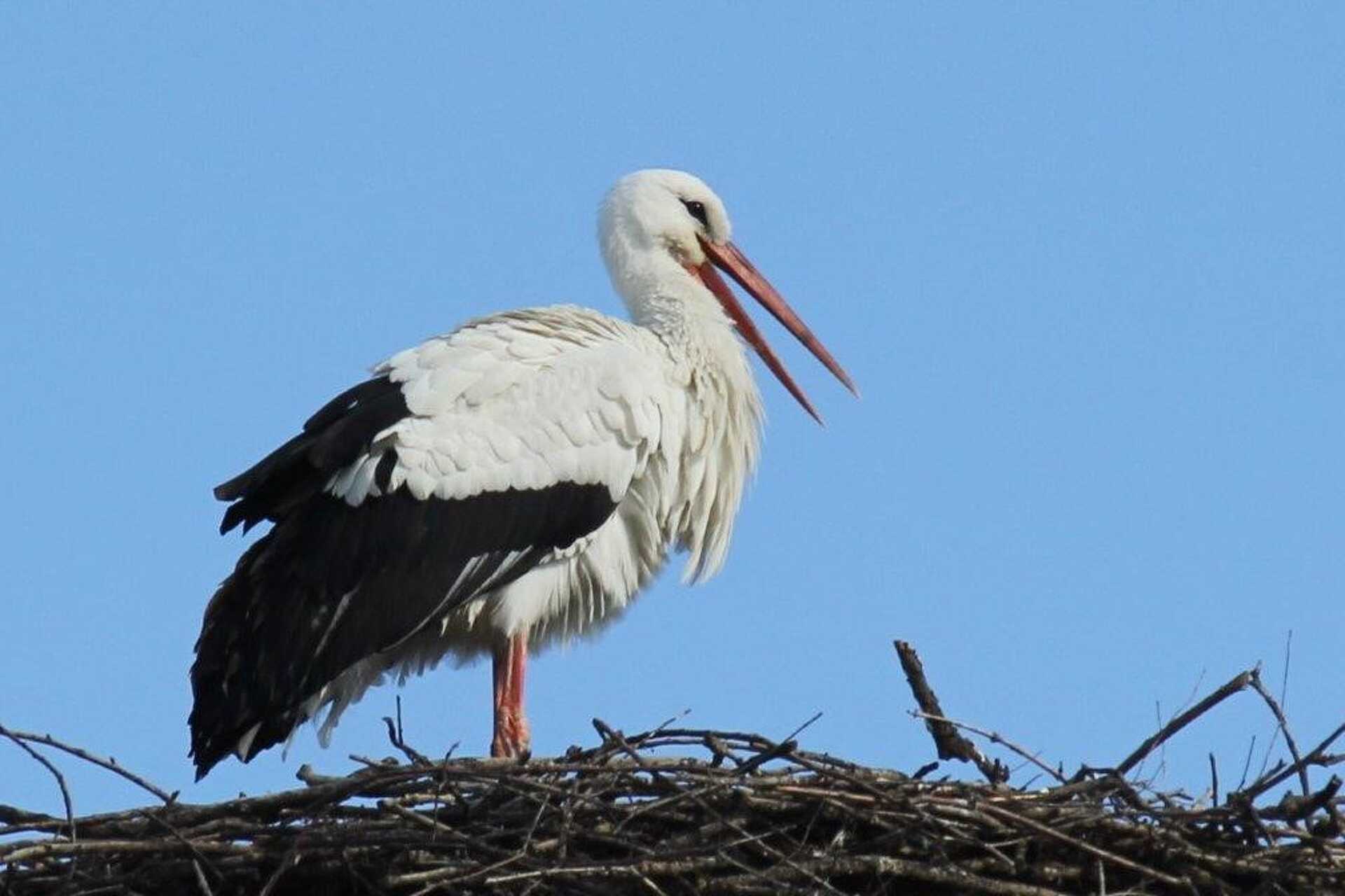 Megérkezett a fehér gólya Körmendre