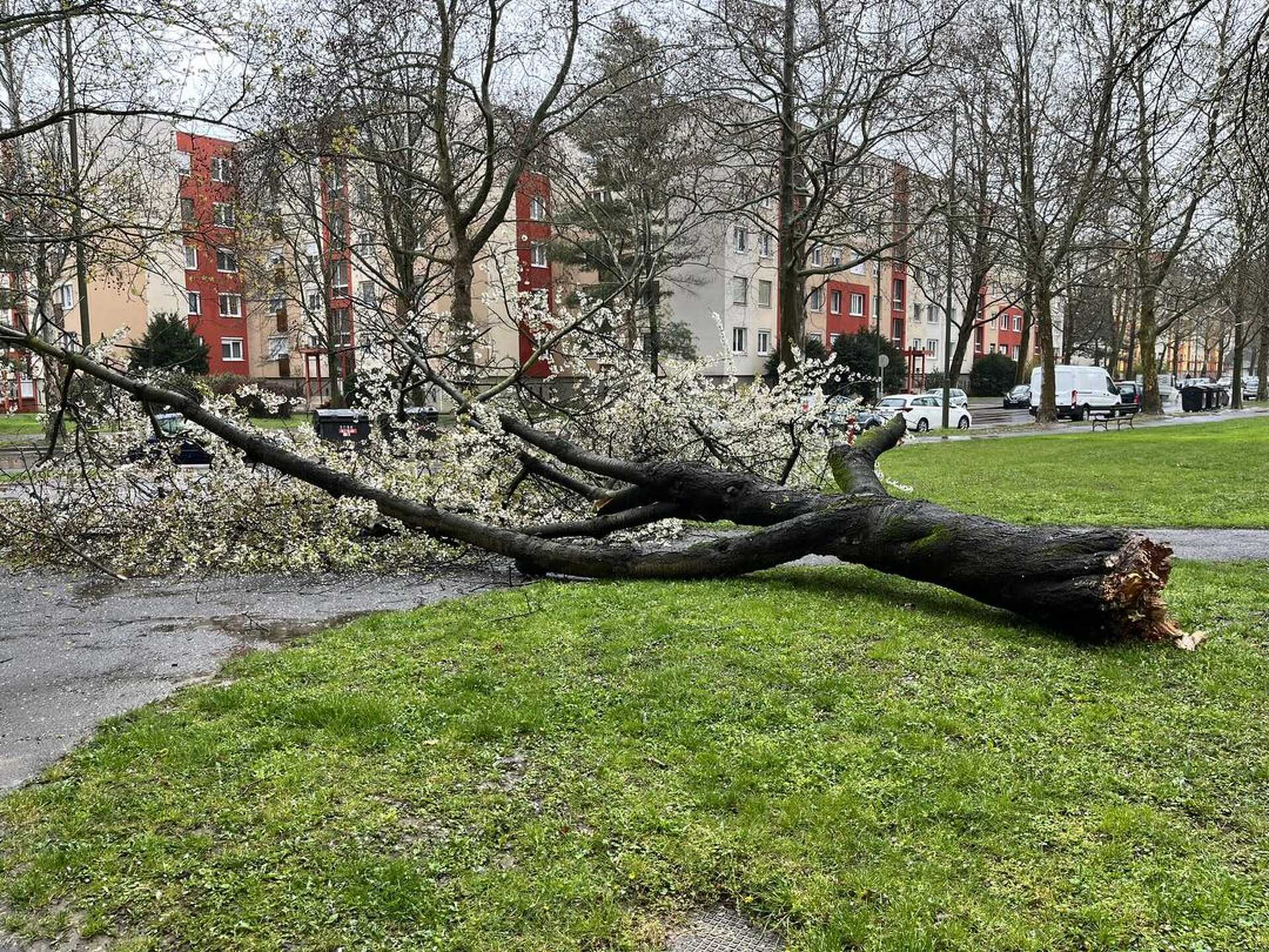 Kidőlt egy termetes fa Szombathelyen, a Váci Mihály utcában