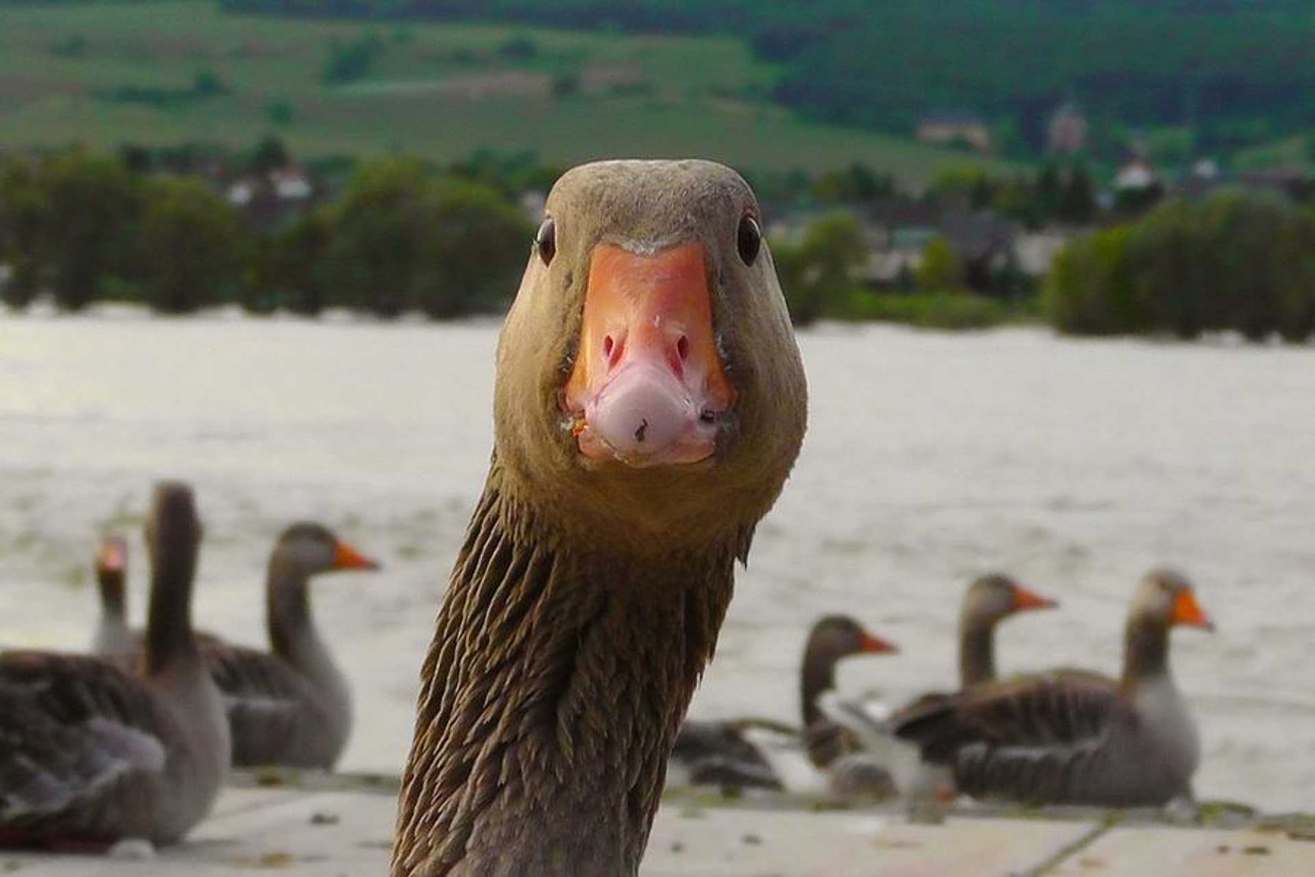 Egyen szombaton libát, viszont felejtse el a mosást - Tízparancsolat ...