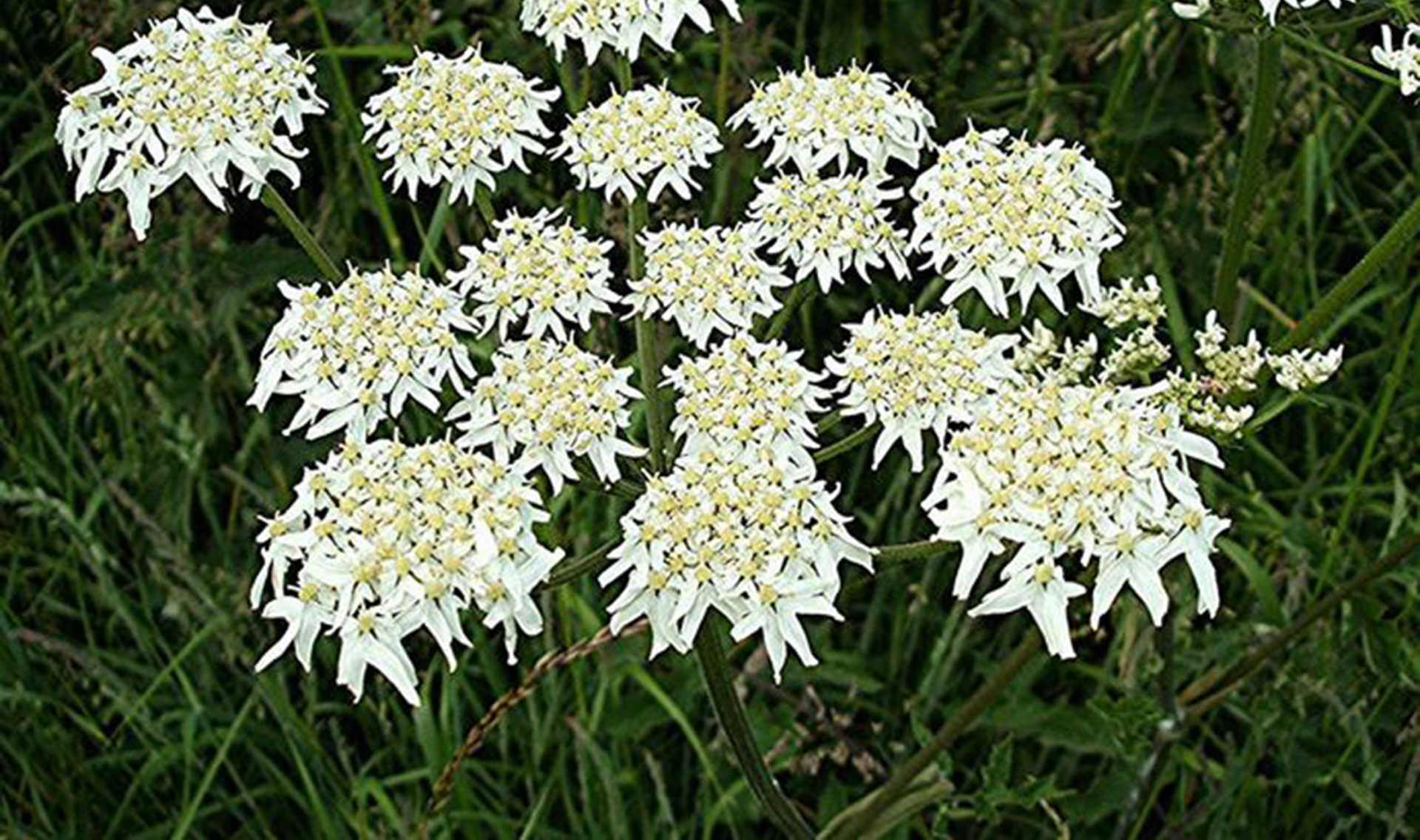 Óvakodj a kaukázusi medvetalptól