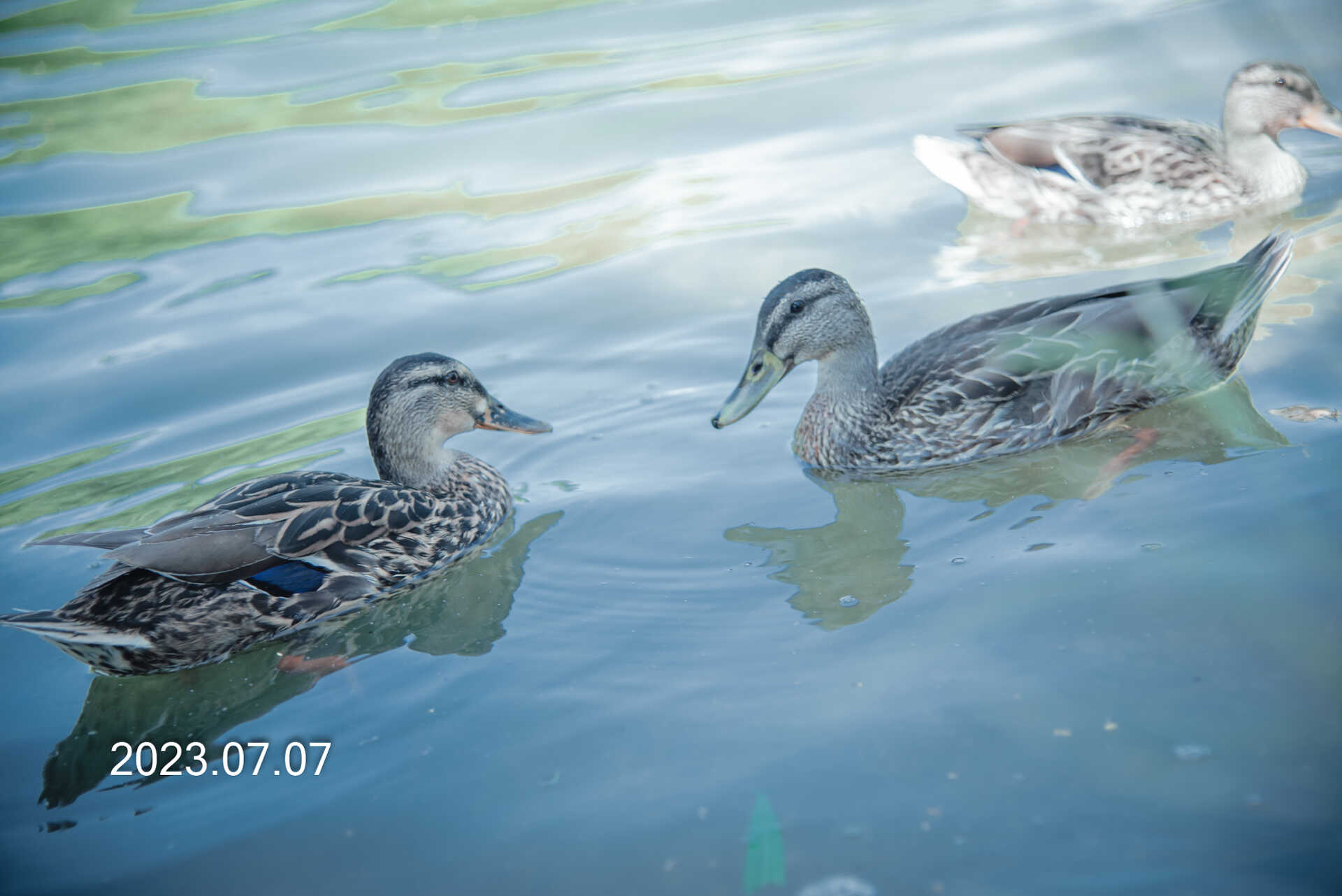 Megint támadnak a kacsamesék: „Kitekert nyakú kacsákat találtak a ...