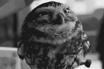 Ha ma csak egyetlen cuki bagoly gifeket tartalmazó linket nyit meg, ez ...