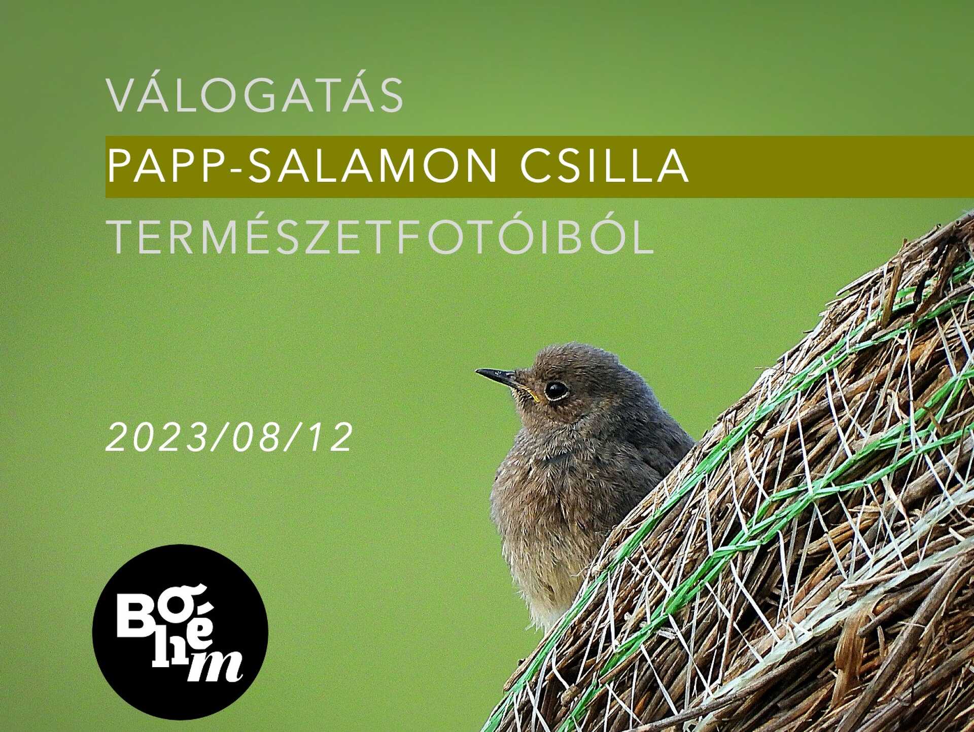 Programajánló a hétvégére: Joskar-Ola Napok, Csepereg az Eső Fesztivál ...