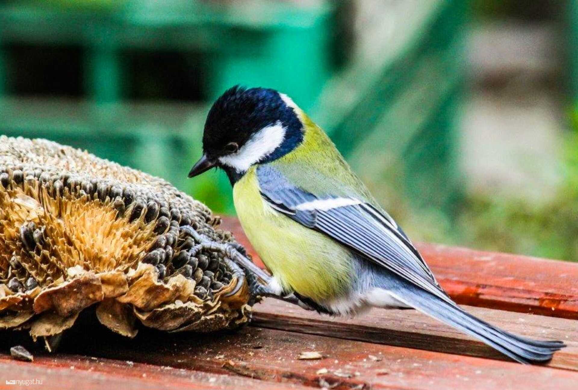 Itt az ideje a madarak etetésének