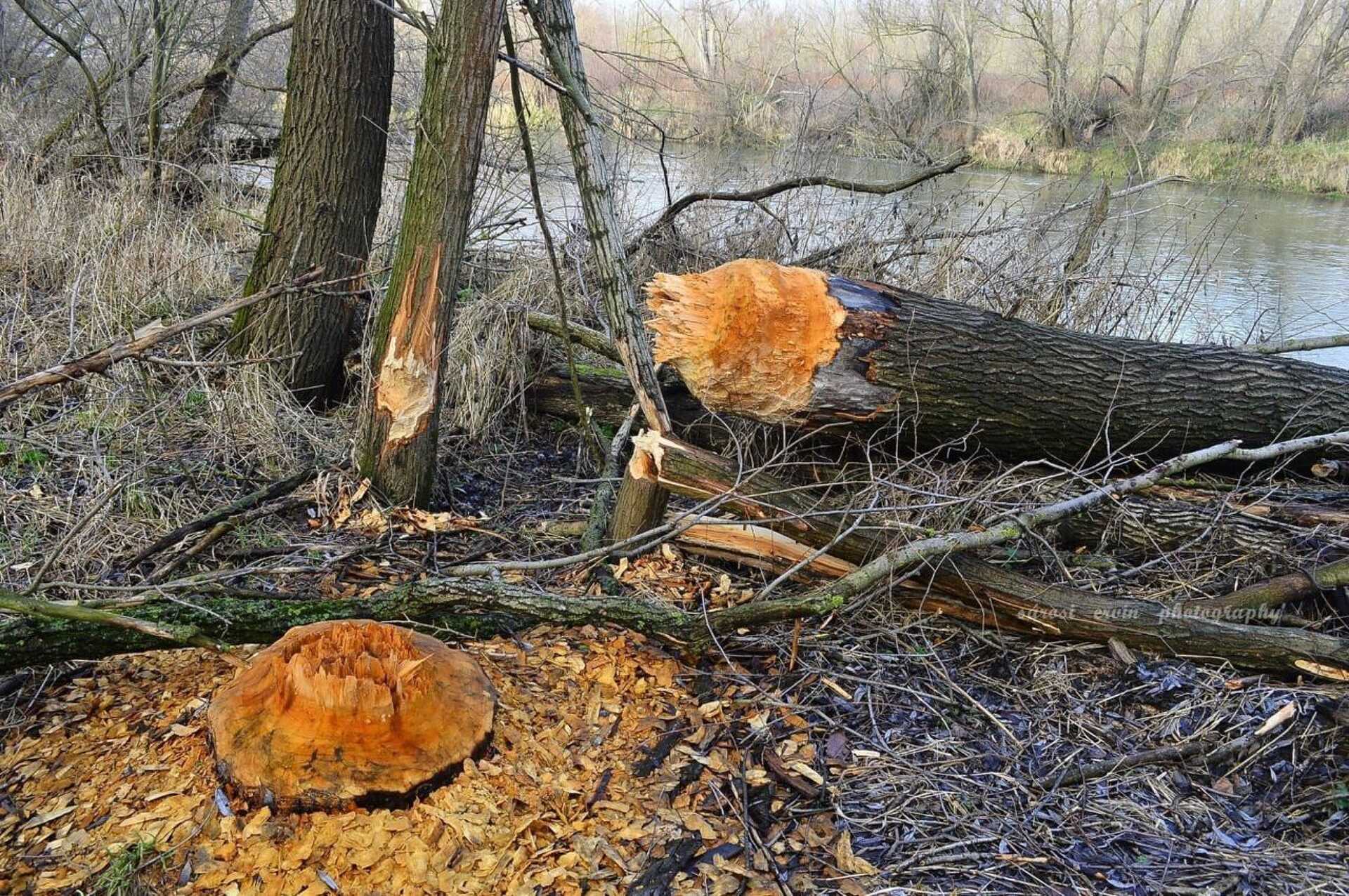 Győztek a hódok, pusztulnak a fák