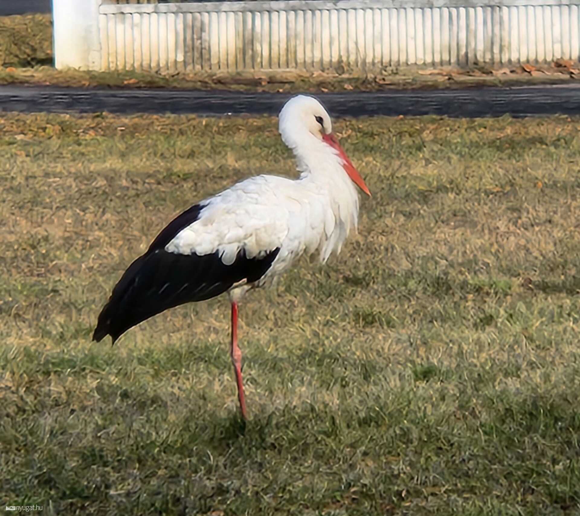 Megérkezett az idei első gólya Szombathelyre?
