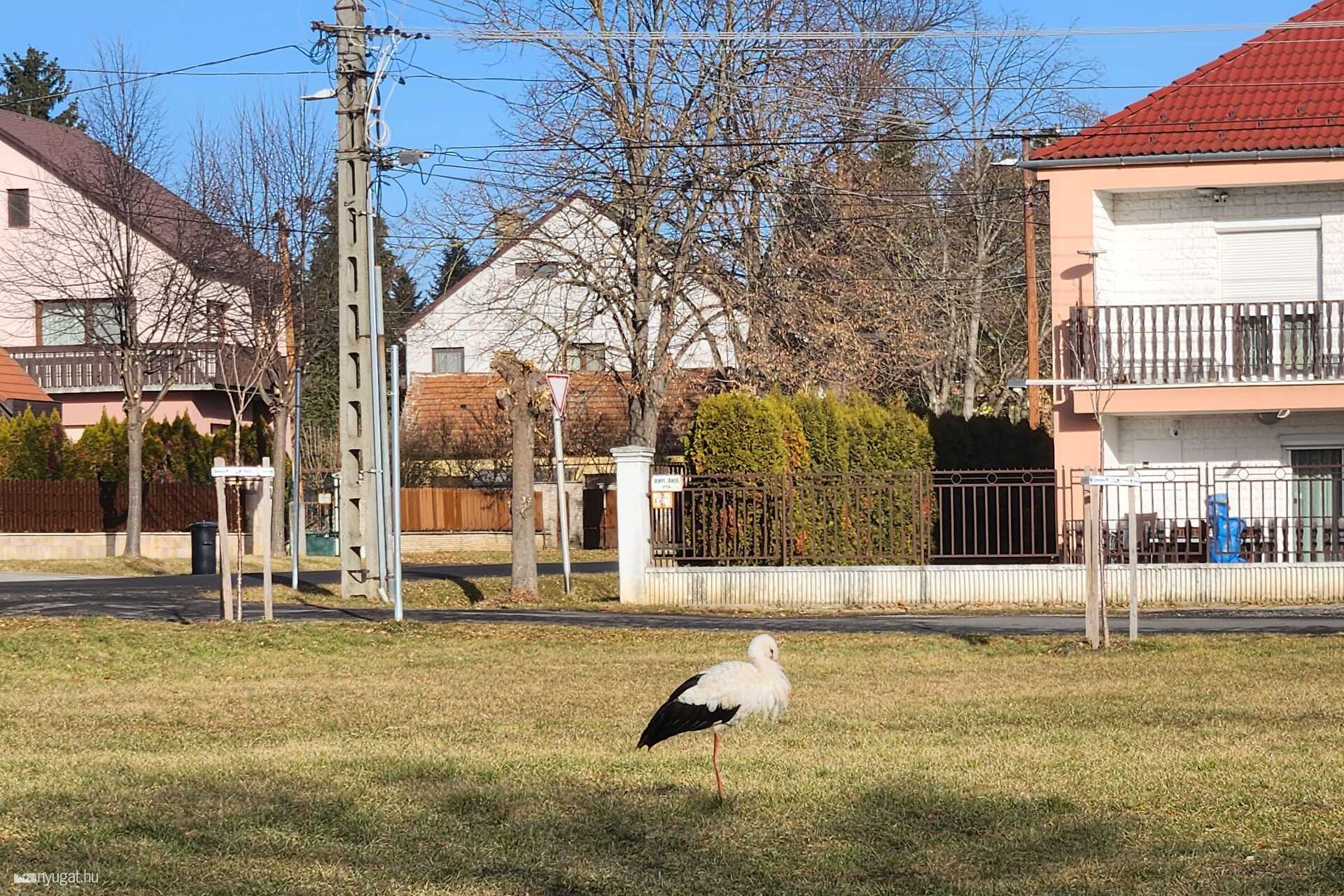 Megérkezett az idei első gólya Szombathelyre?