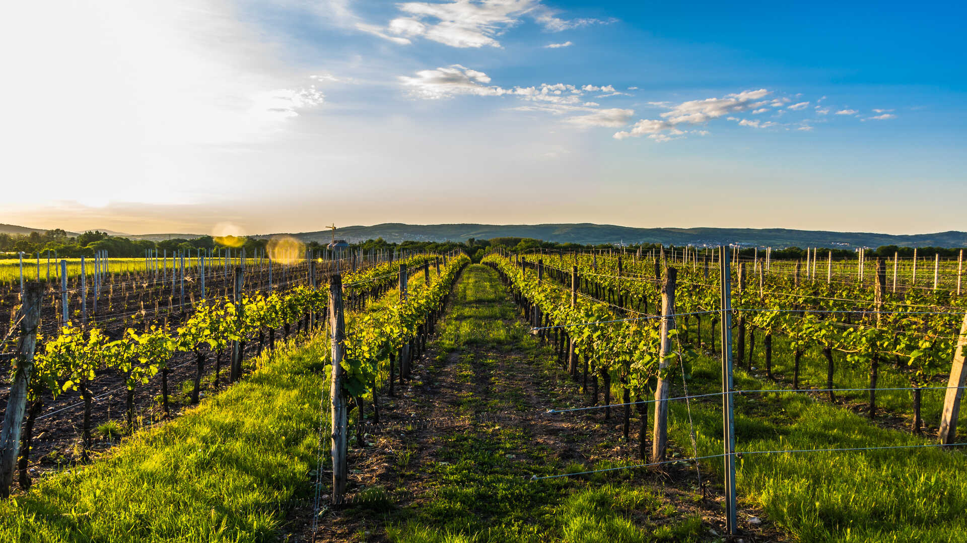 Két aranyérmet hoztak el a vaskeresztesi borok Berlinből