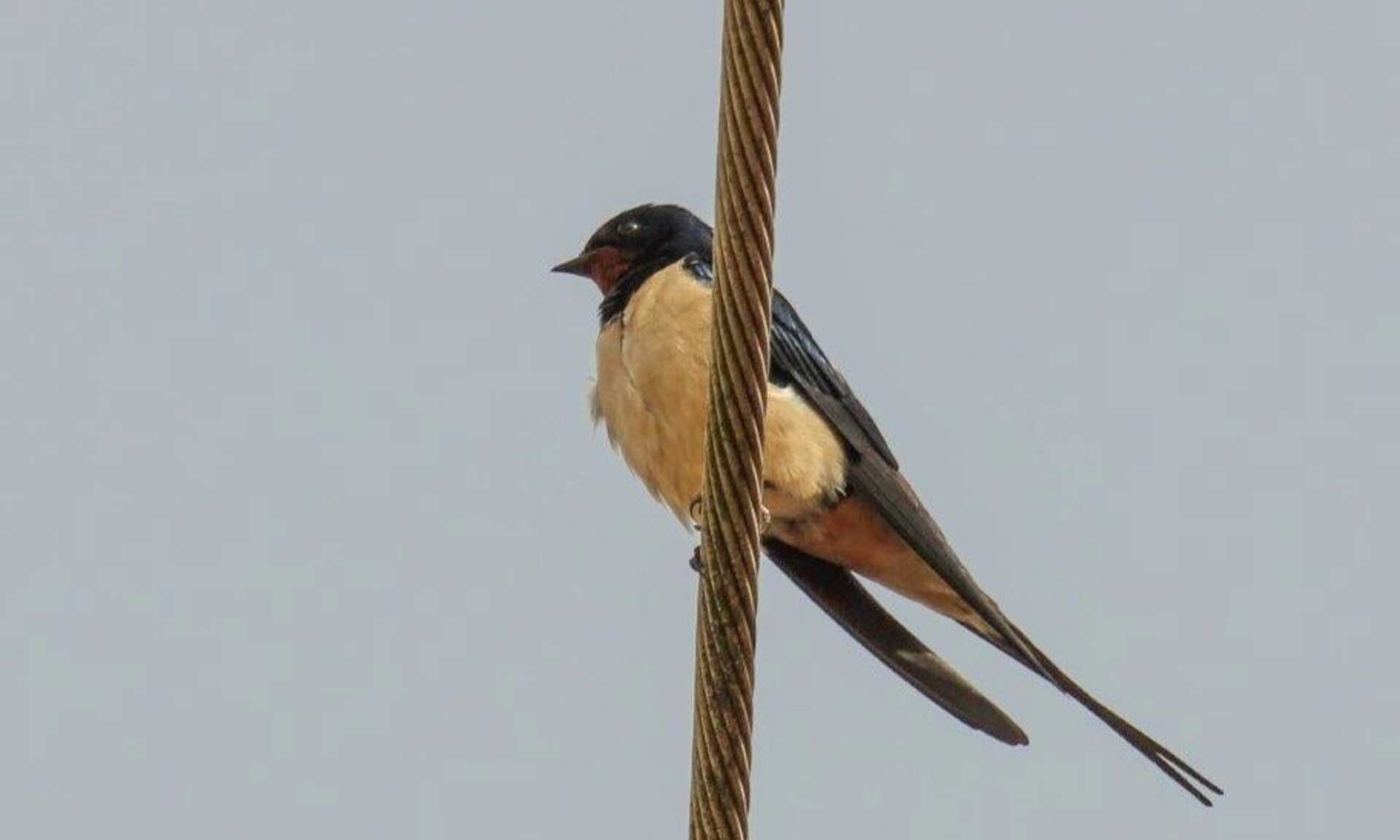 Megérkezett az első füsti fecske Körmendre