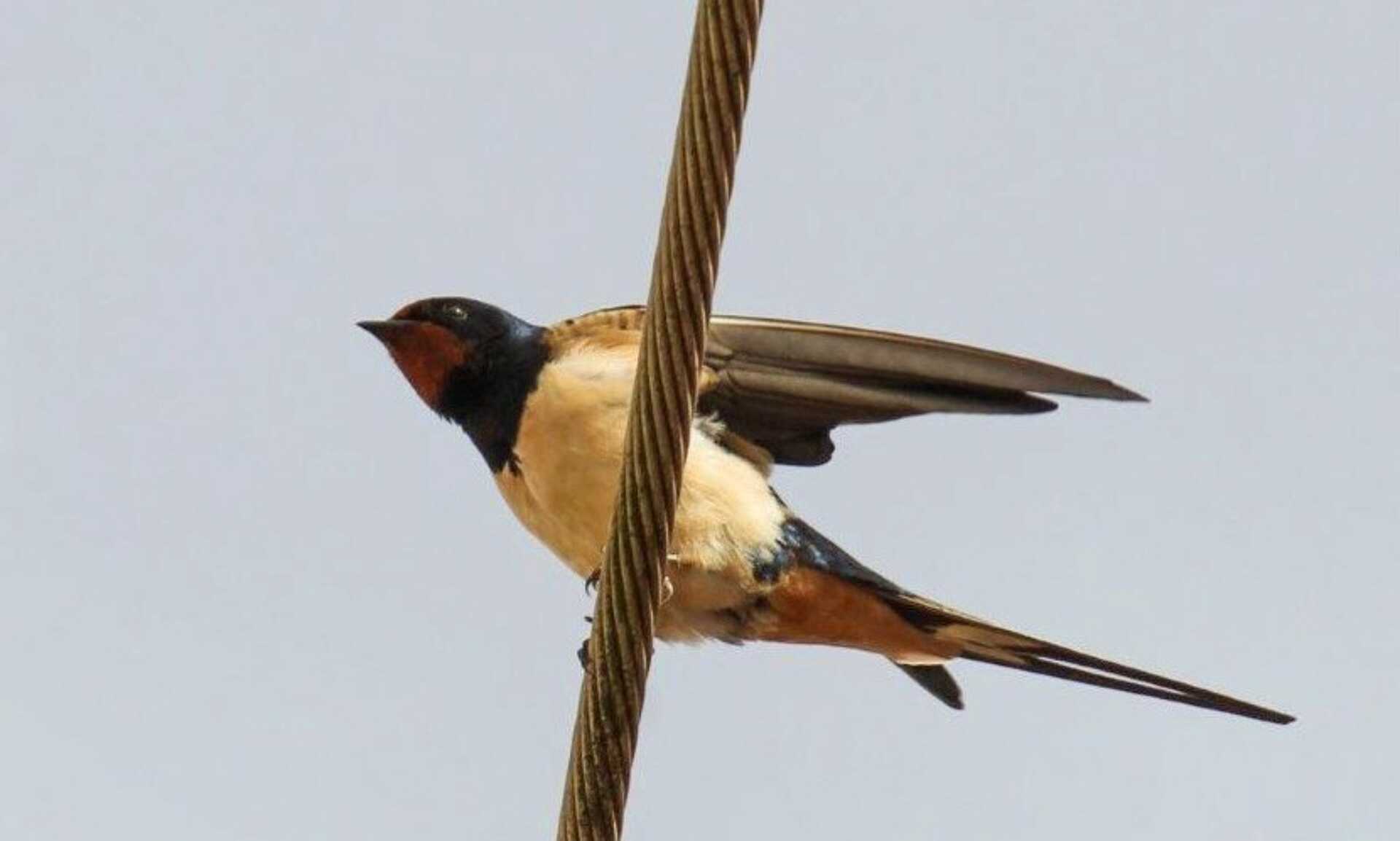Megérkezett az első füsti fecske Körmendre