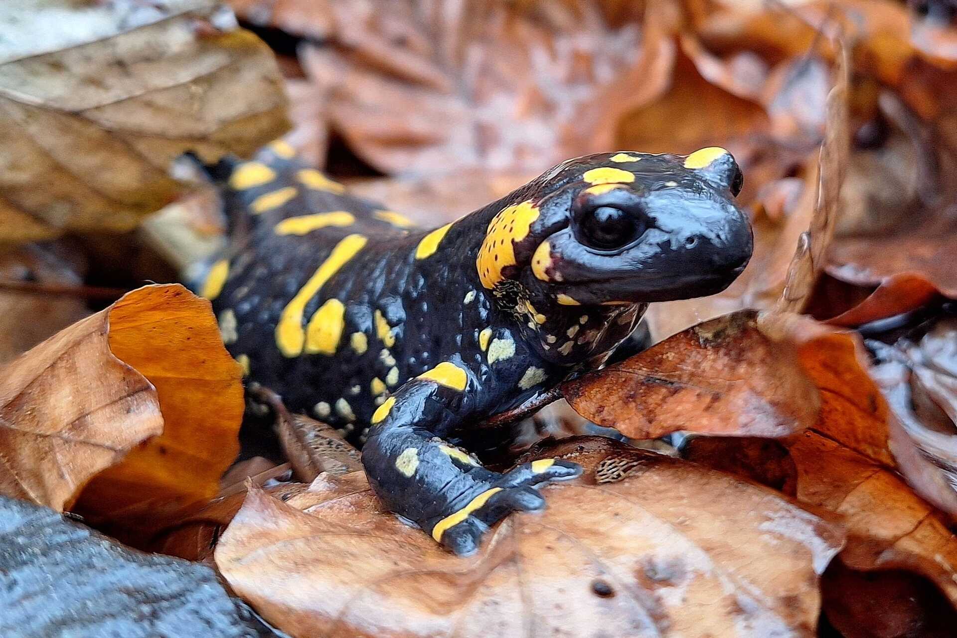 Megérkezett a várva várt eső, ami előcsalta a Kőszegi-hegység egyik leglátványosabb élőlényét