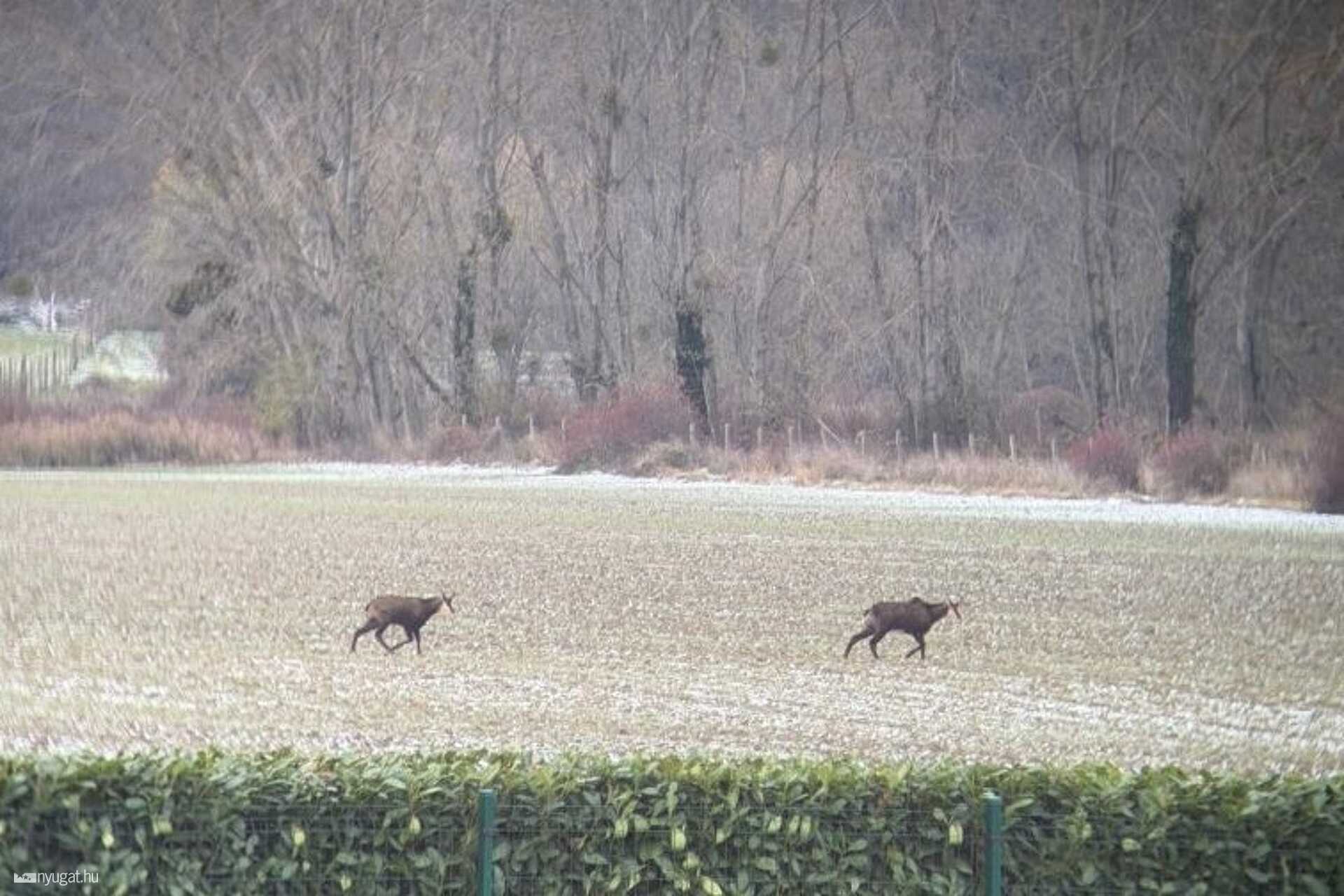 Nagyon ritka állatfaj bukkant fel Kőszeg határában – „Andi! Érdekel?”