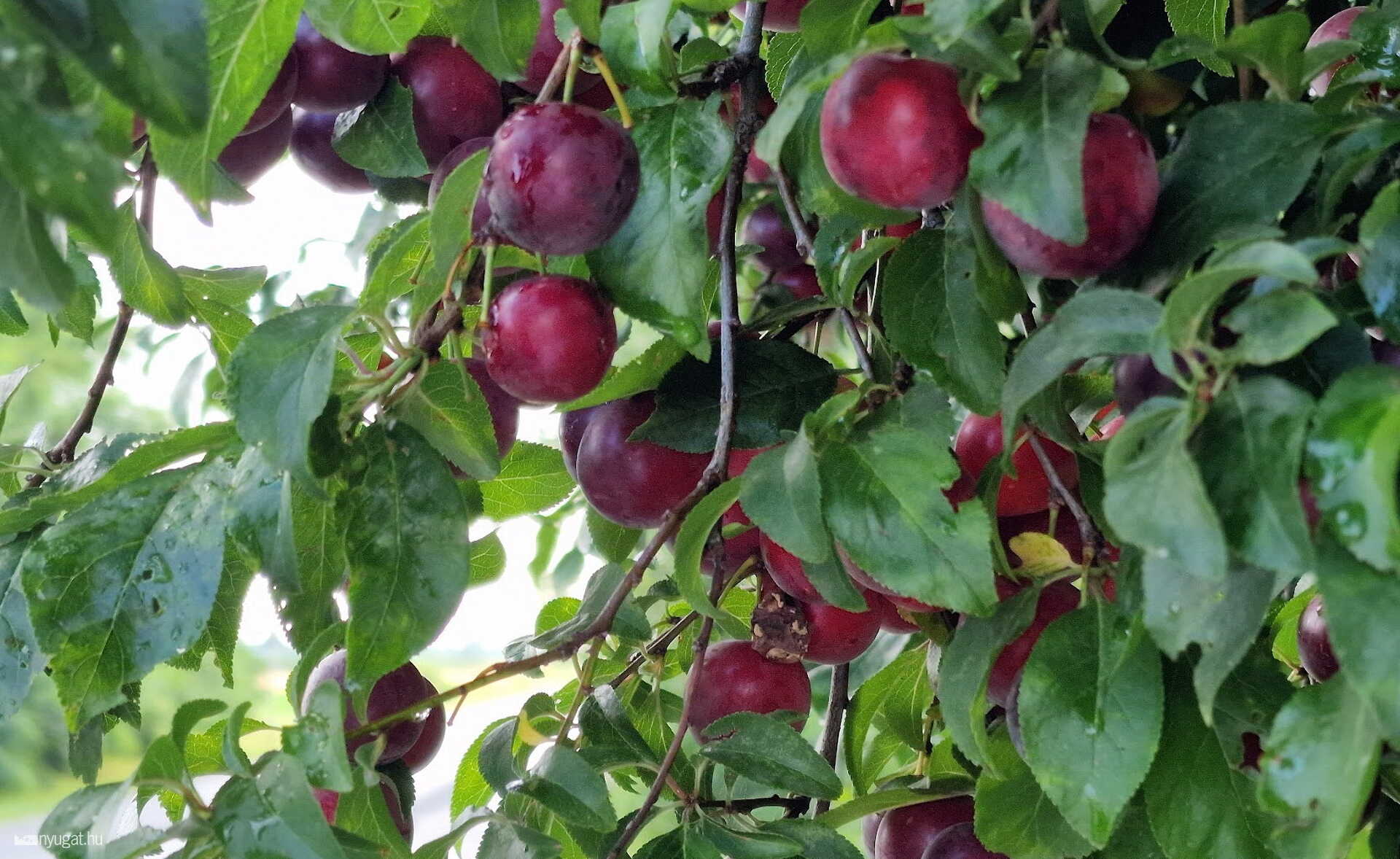 Nem baleset történt Nicknél – szándékosan hajtott a gólyafészkes ...
