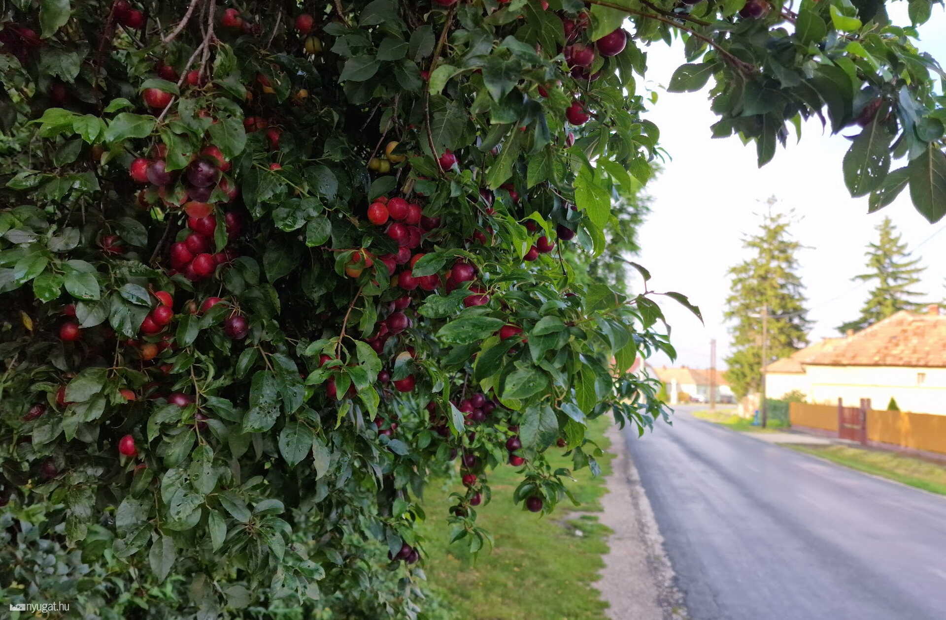 Nem baleset történt Nicknél – szándékosan hajtott a gólyafészkes ...