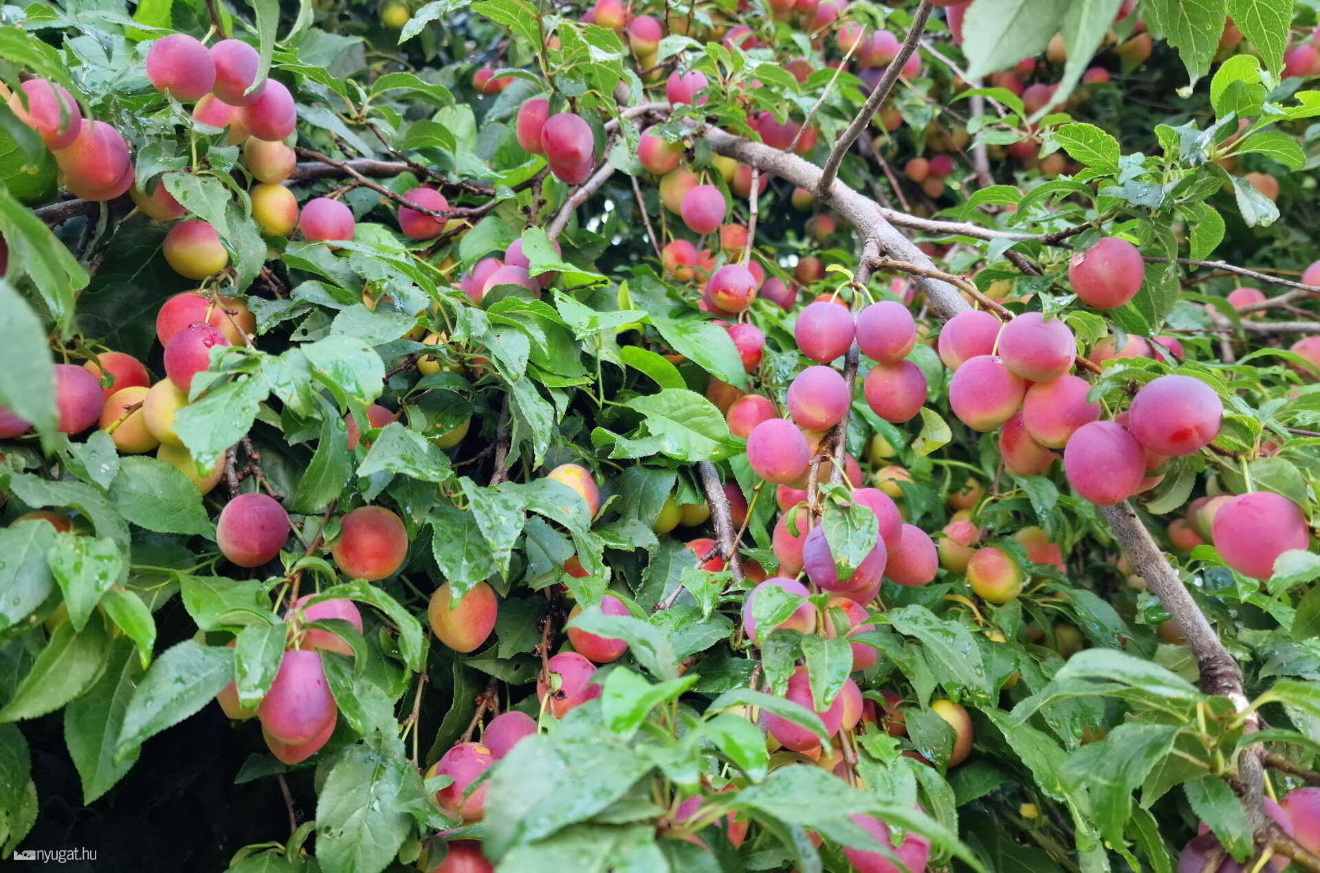 Nem baleset történt Nicknél – szándékosan hajtott a gólyafészkes ...