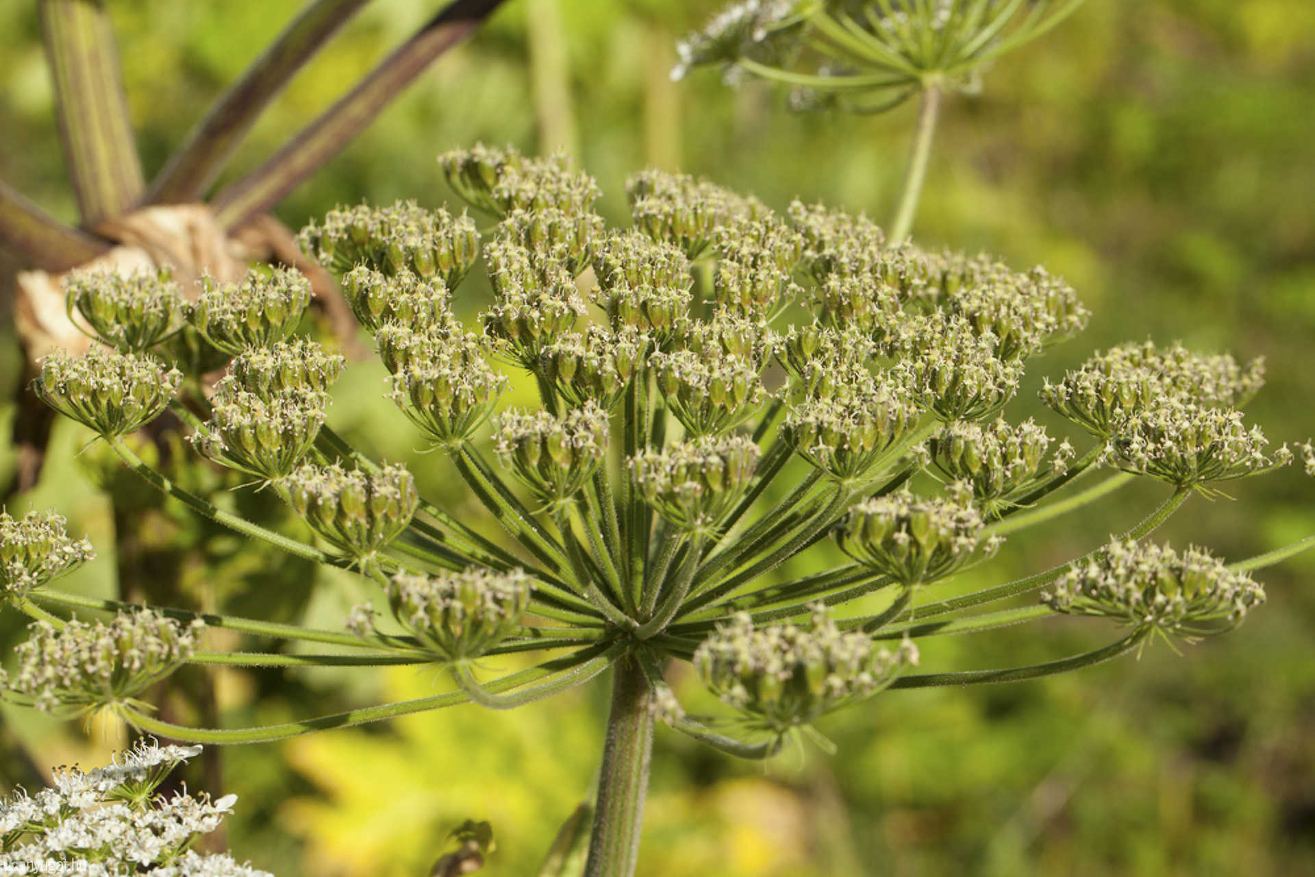 Óvakodj a kaukázusi medvetalptól