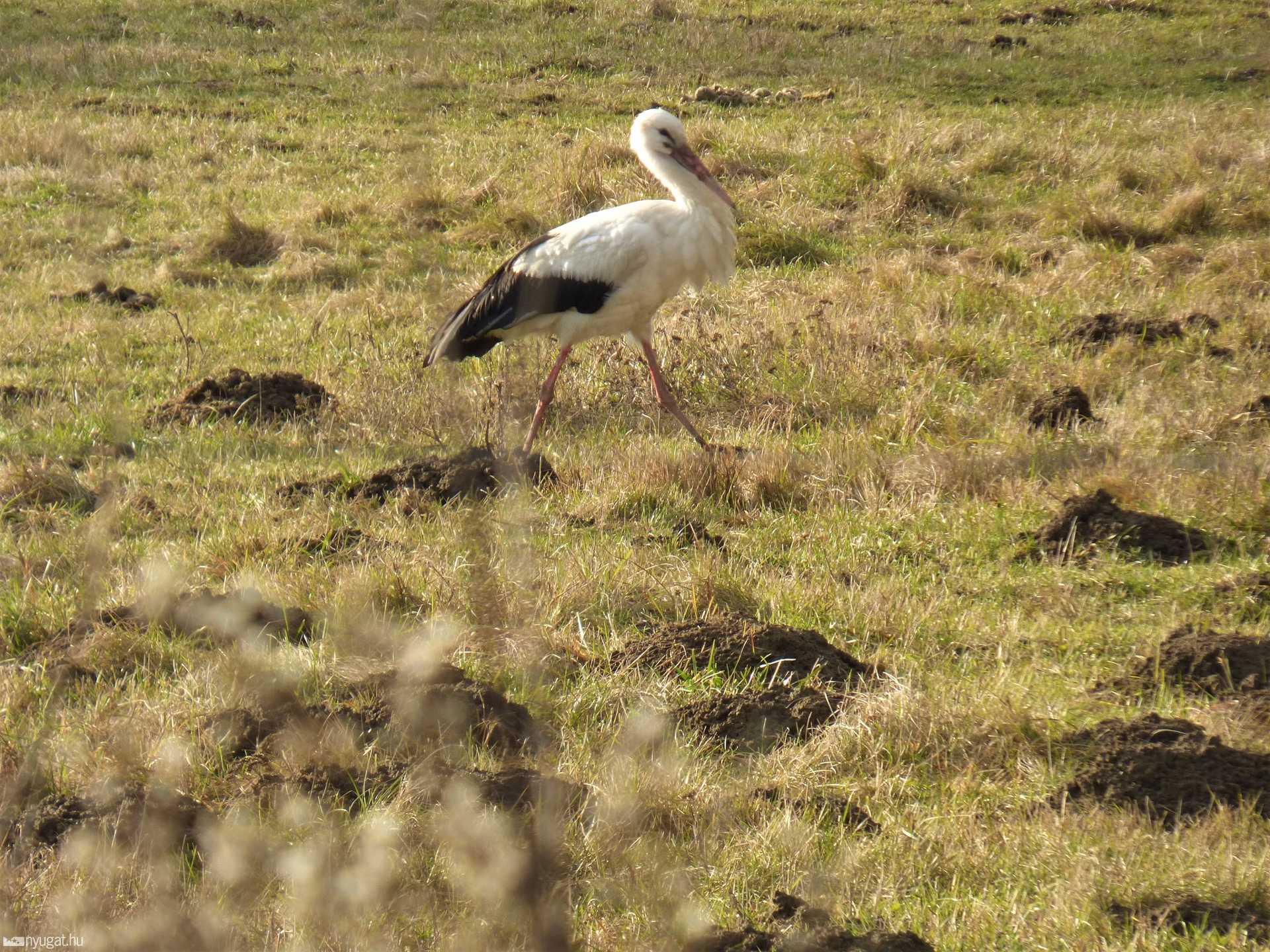 Mire gondolhatott a gólya, amikor nálunk maradt?