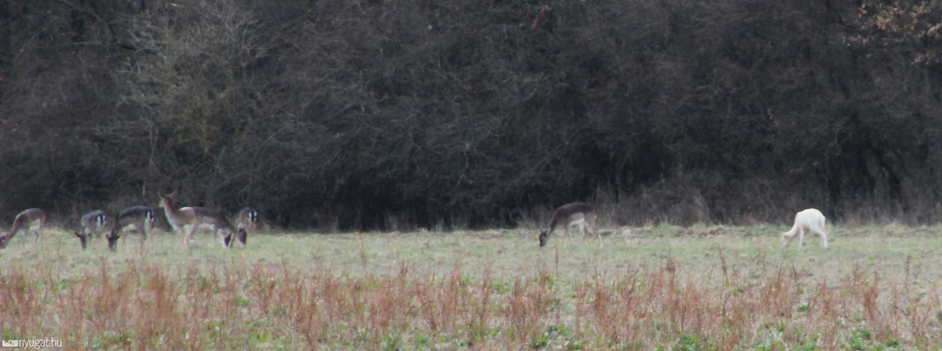 Felbukkant egy fehér szarvas Vas megyében