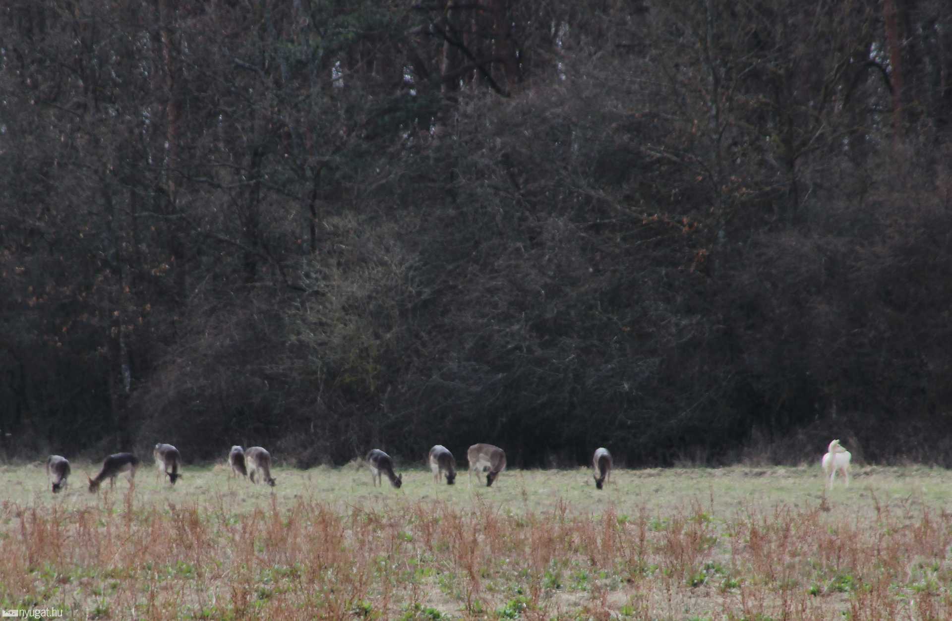 Felbukkant egy fehér szarvas Vas megyében
