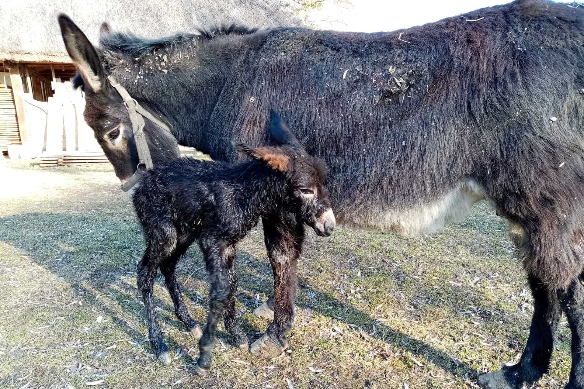 Napi cuki: csacsi született a Vasi Skanzenben