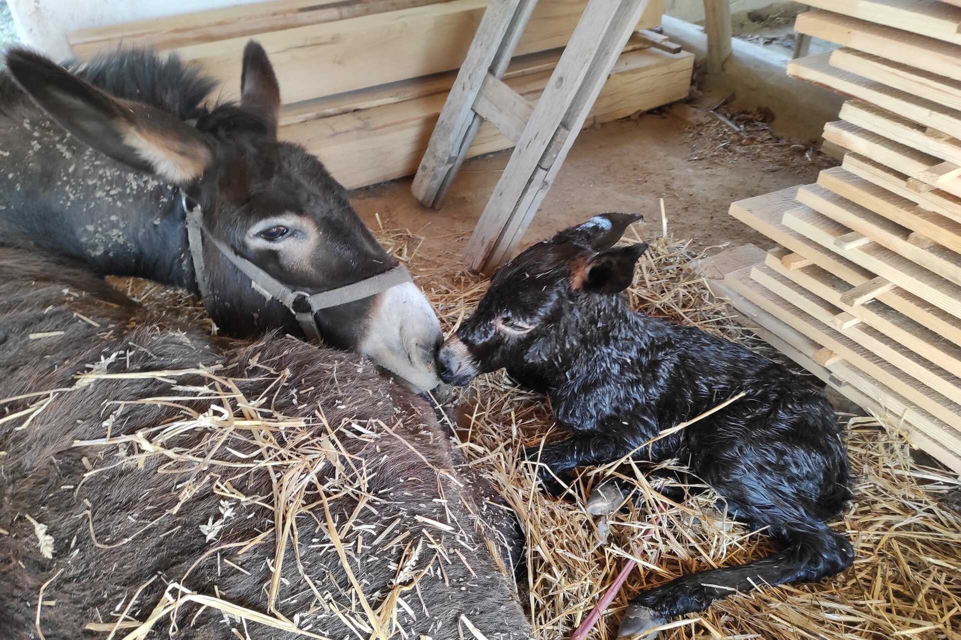 Napi cuki: csacsi született a Vasi Skanzenben