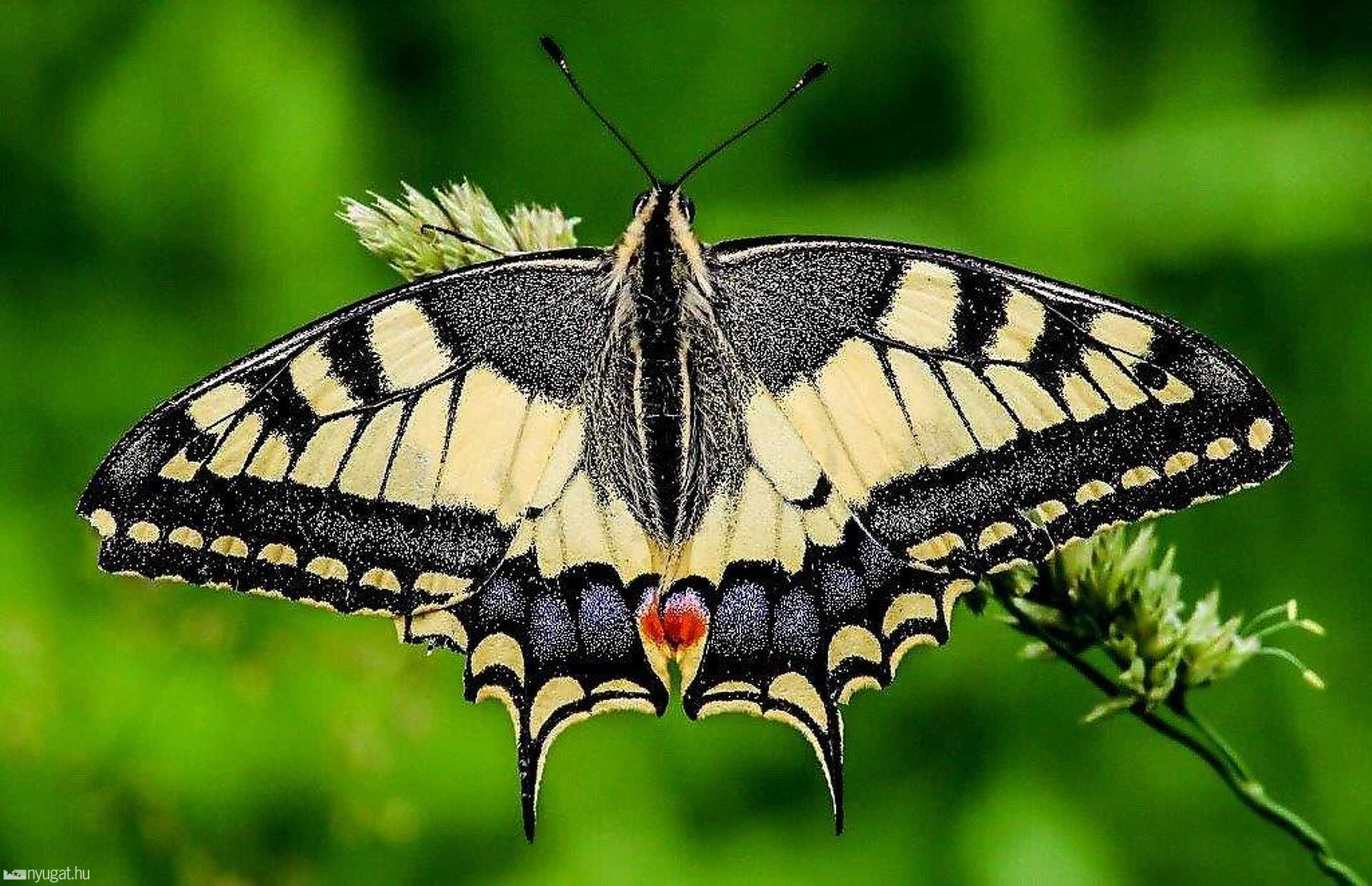 Lepkék a kertünkben, lepkék a lelkünkben