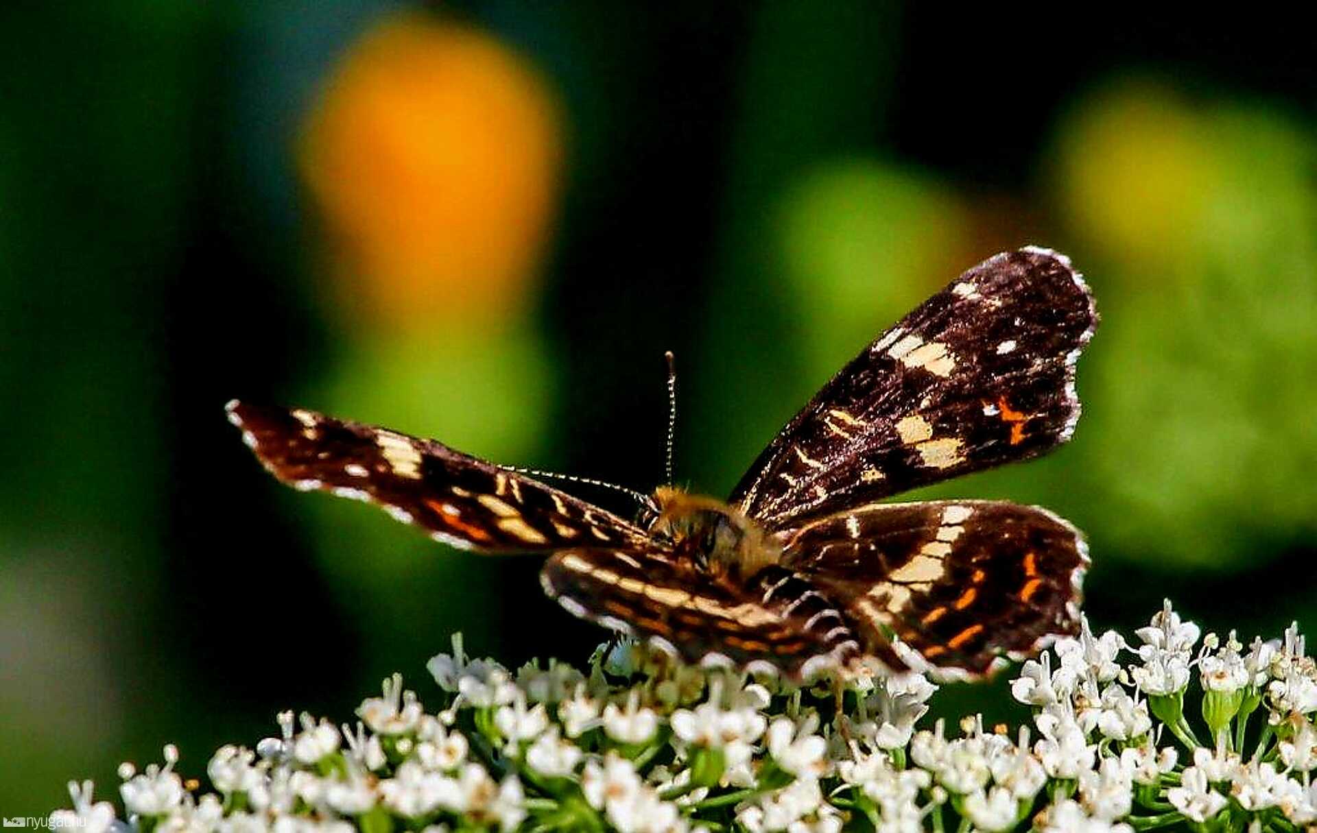 Lepkék a kertünkben, lepkék a lelkünkben