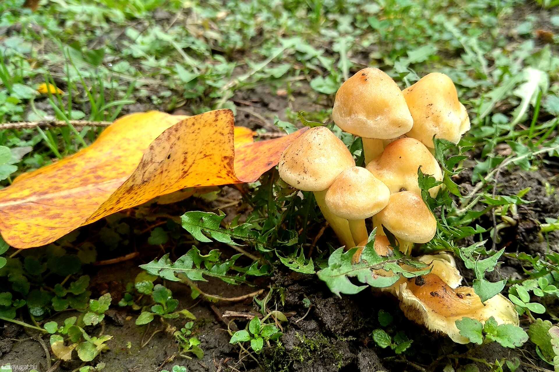 Az ősz 17 pillanata 2022-ből