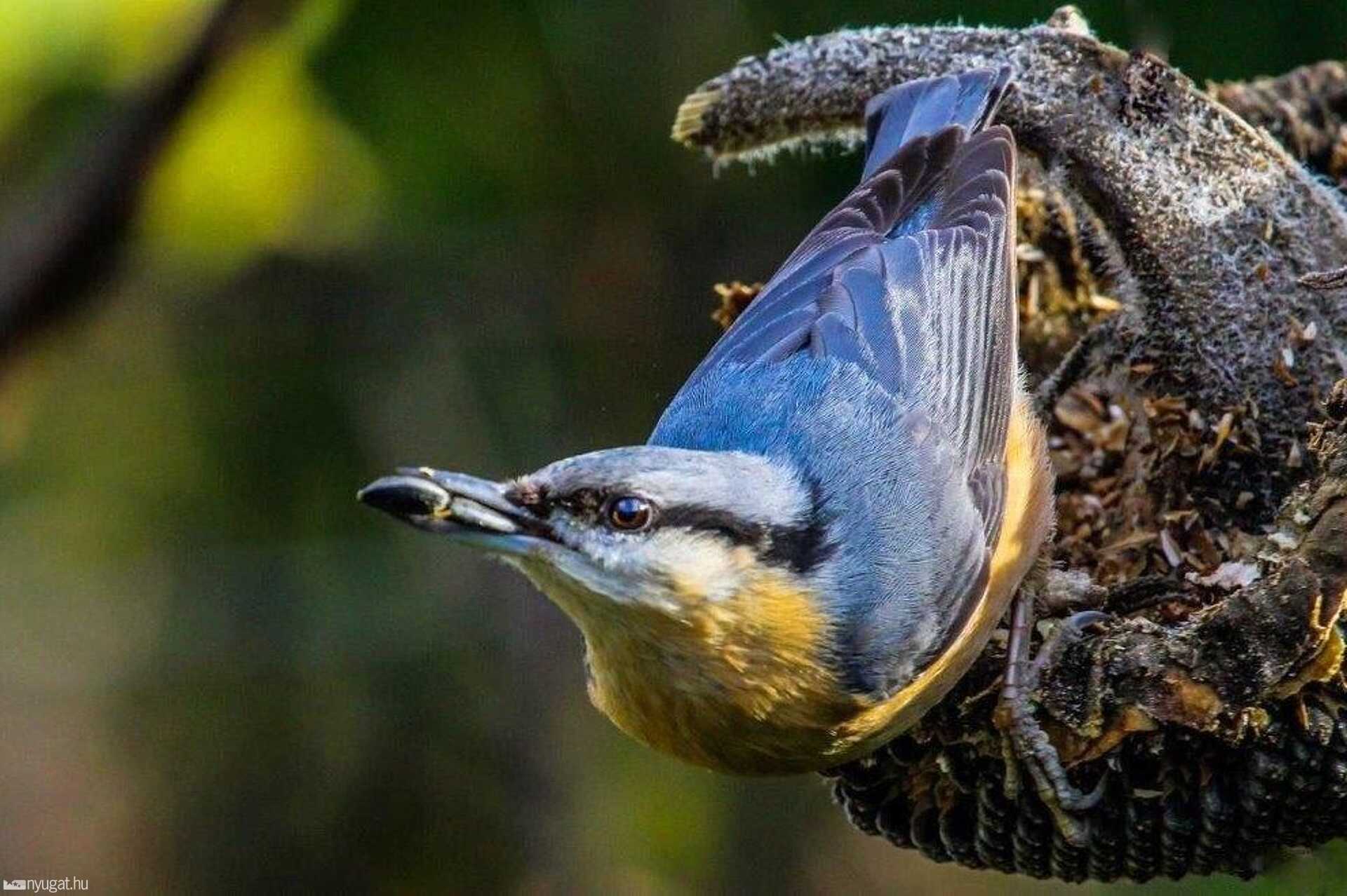 Nyakunkon a tél és vele együtt a téli madáretetés – Mit szabad és mit nem?