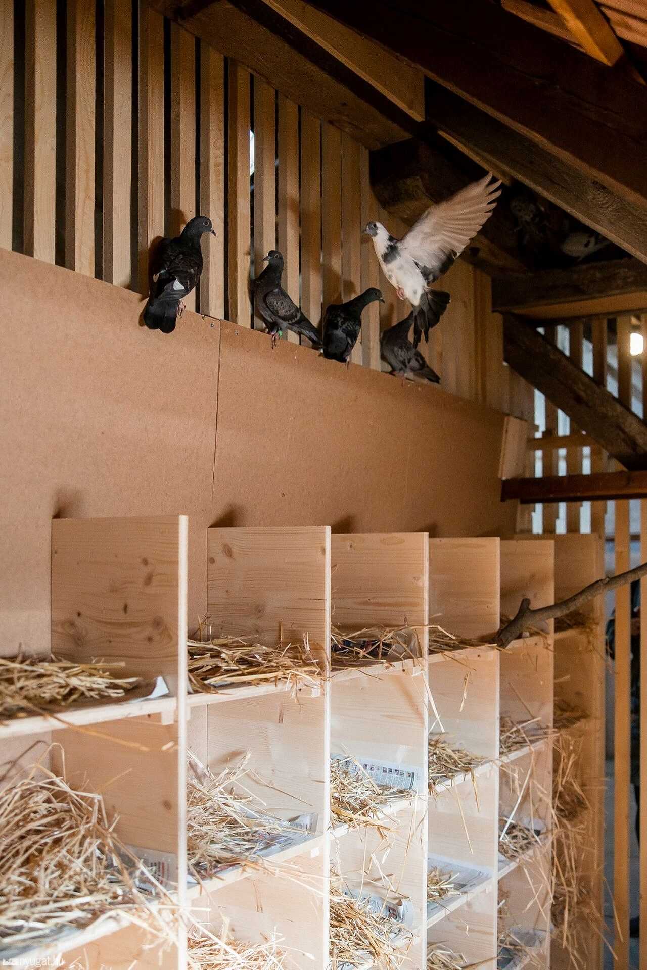 Szállást adnak a galamboknak Bécsben