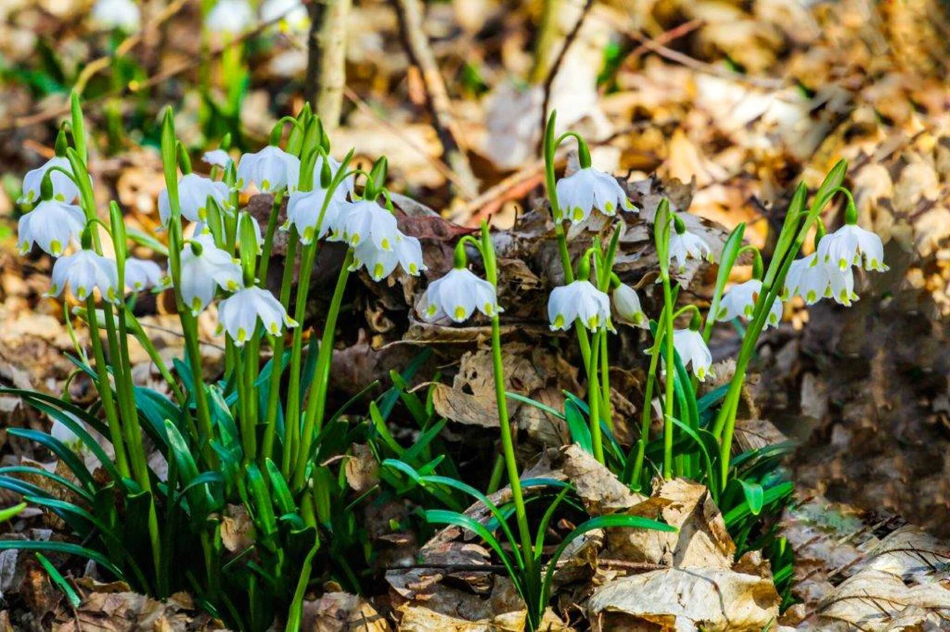 A tőzike is kinyílt Vas megyében