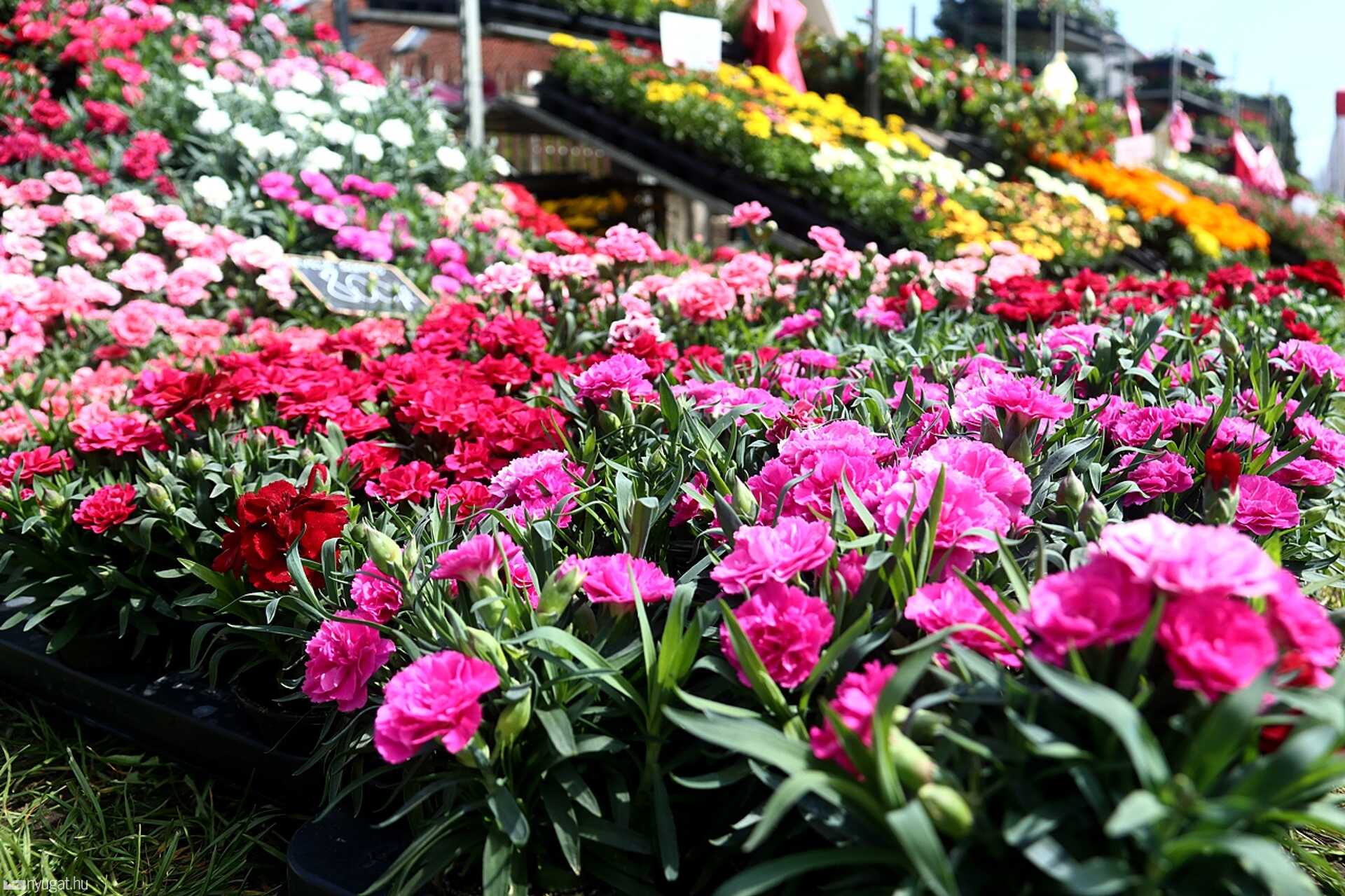 Ilyen volt az idei Herényi Virágút Szombathelyen