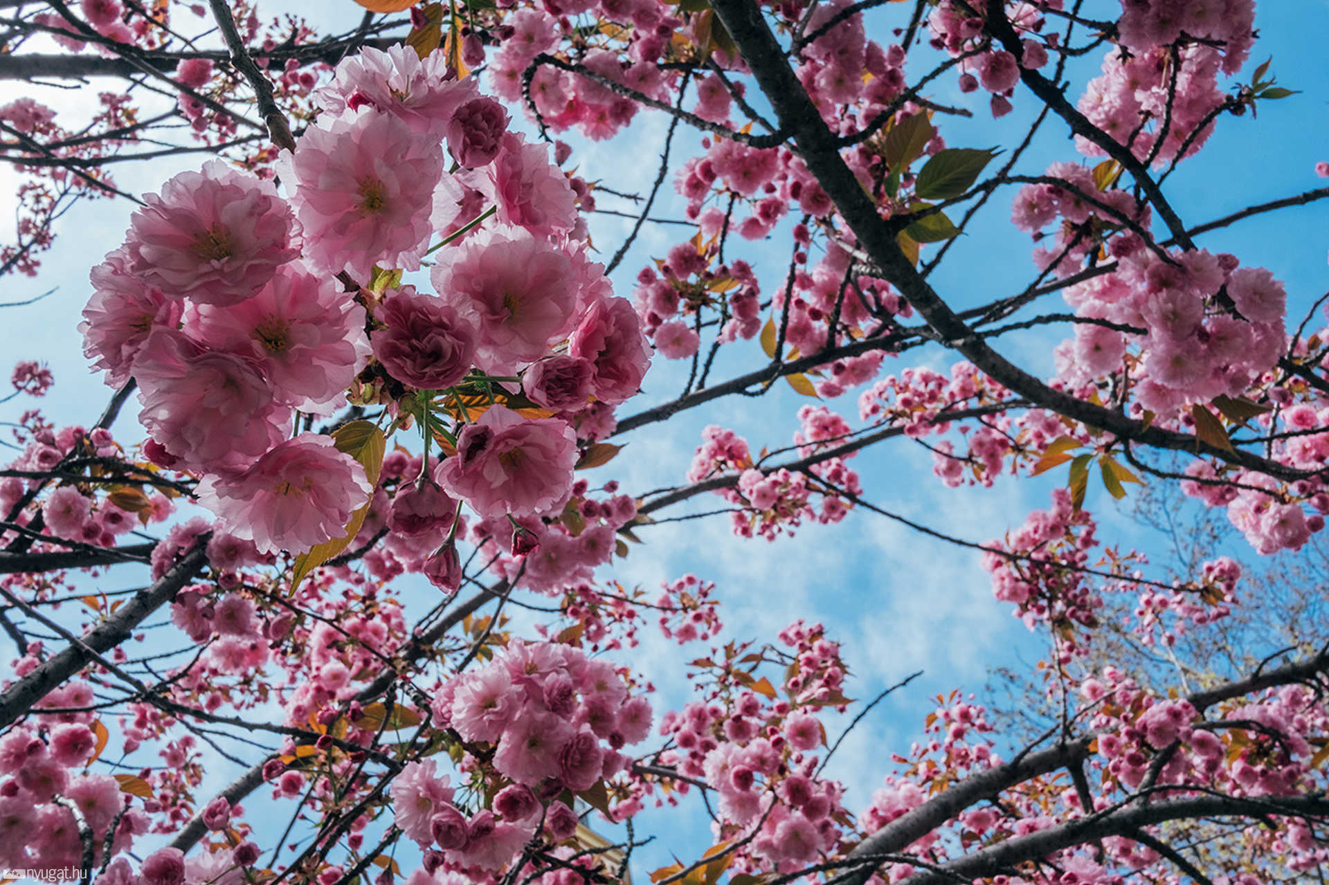 A szombathelyi cseresznyevirágzás is van olyan gyönyörű, mint a japán