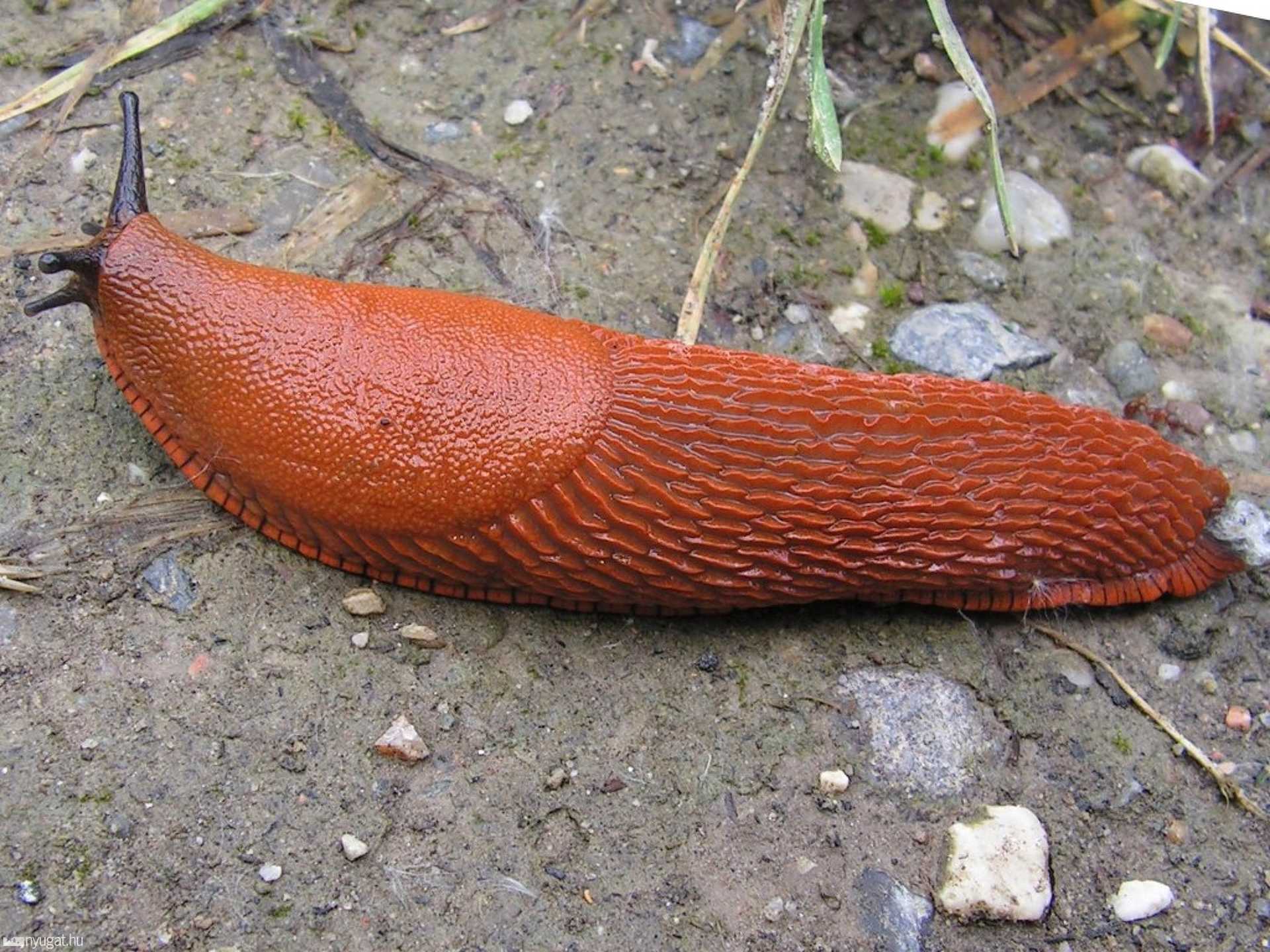 7+1 tipp arra, hogyan gyilkold hatásosan a meztelen csigákat