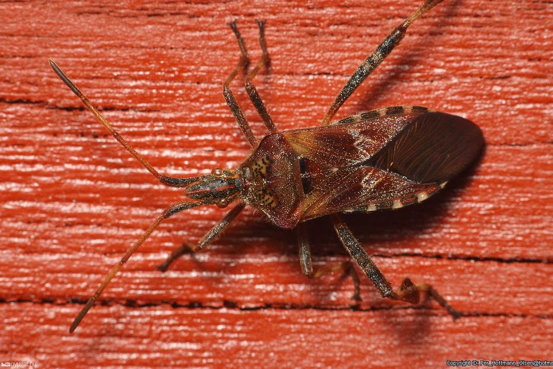 Poloska invázió: rákérdeztünk, Vasban is olyan vészes-e a helyzet