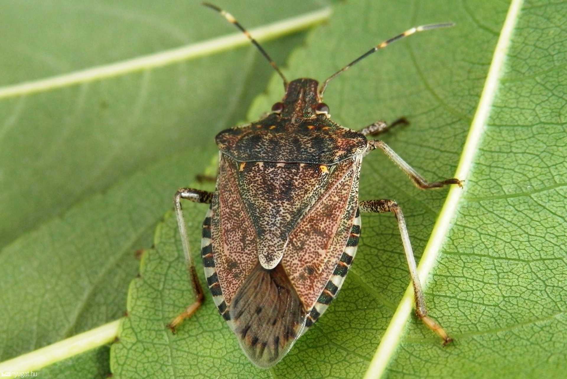 Poloska invázió: rákérdeztünk, Vasban is olyan vészes-e a helyzet