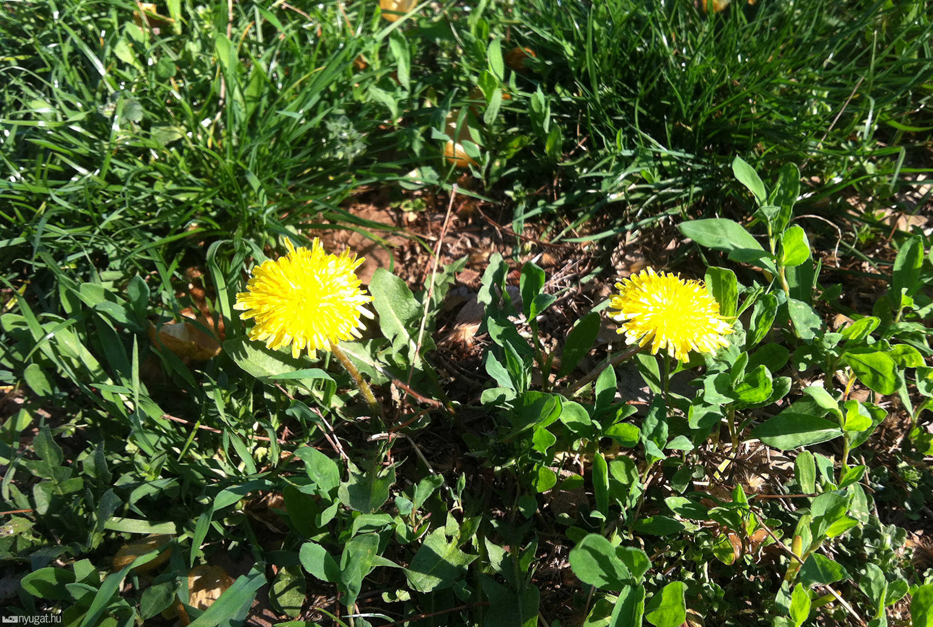 Kinyílott a pitypang