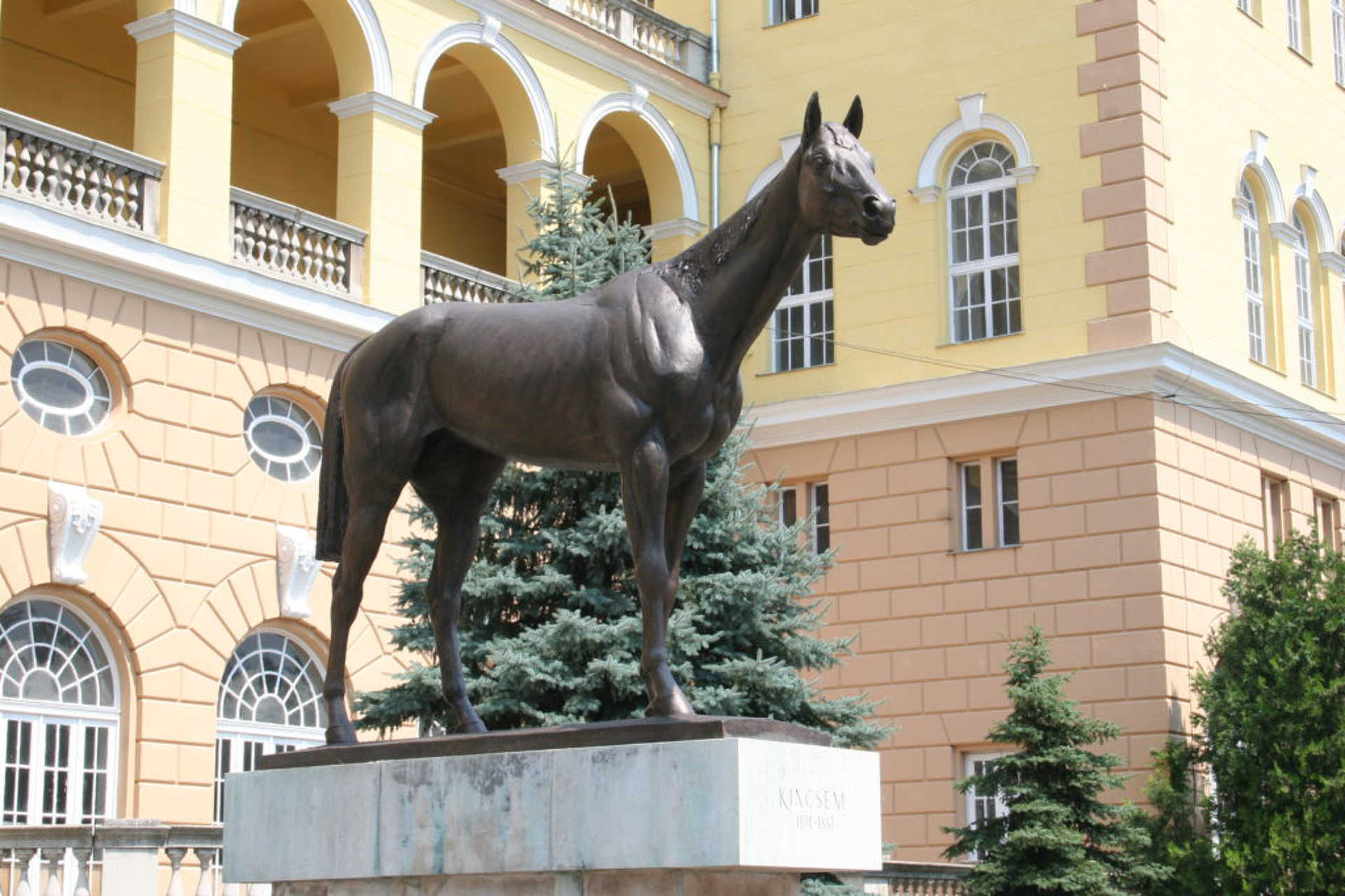 Az 54 versenyben győztes "csodakanca", Kincsem igaz története