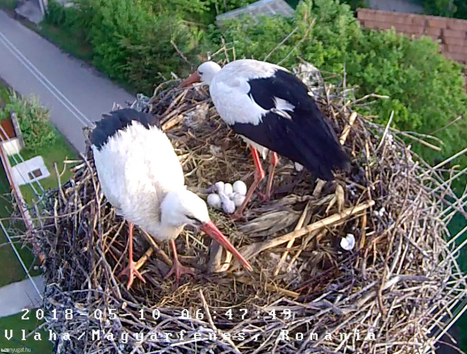 Kikelt az első két kisgólya a kamerával megfigyelt magyarfenesi ...