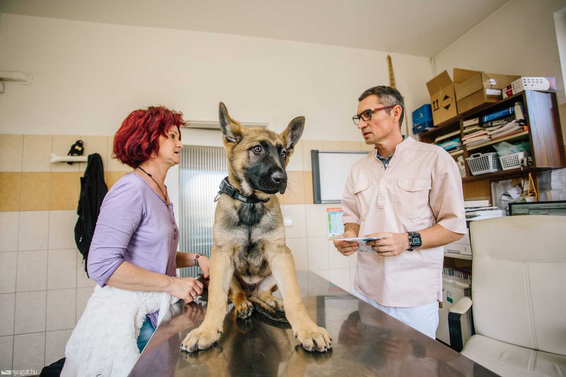 Már kutyákat és macskákat is kezelnek kemoterápiával és vesedialízissel ...